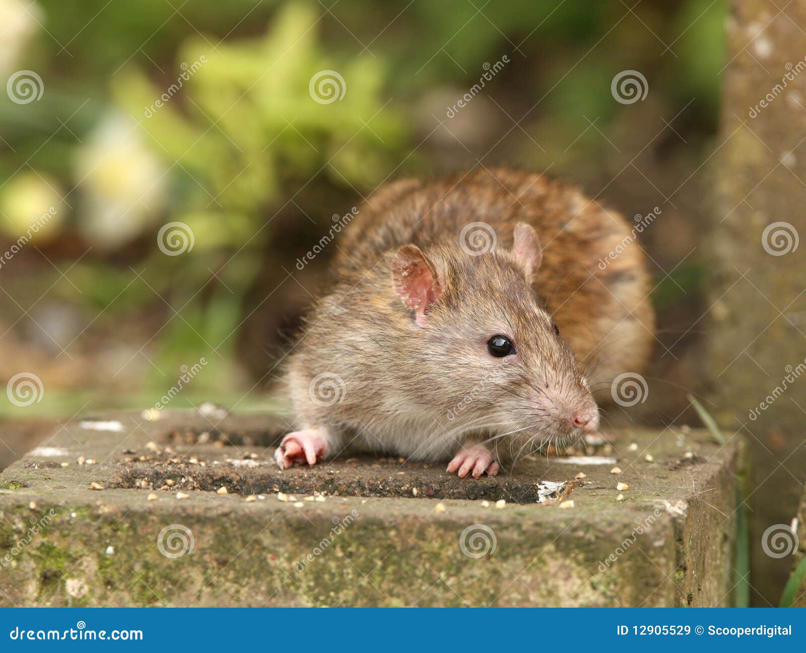 Brown Rat stock image. Image of brown, barn, cute, rattus - 12905529