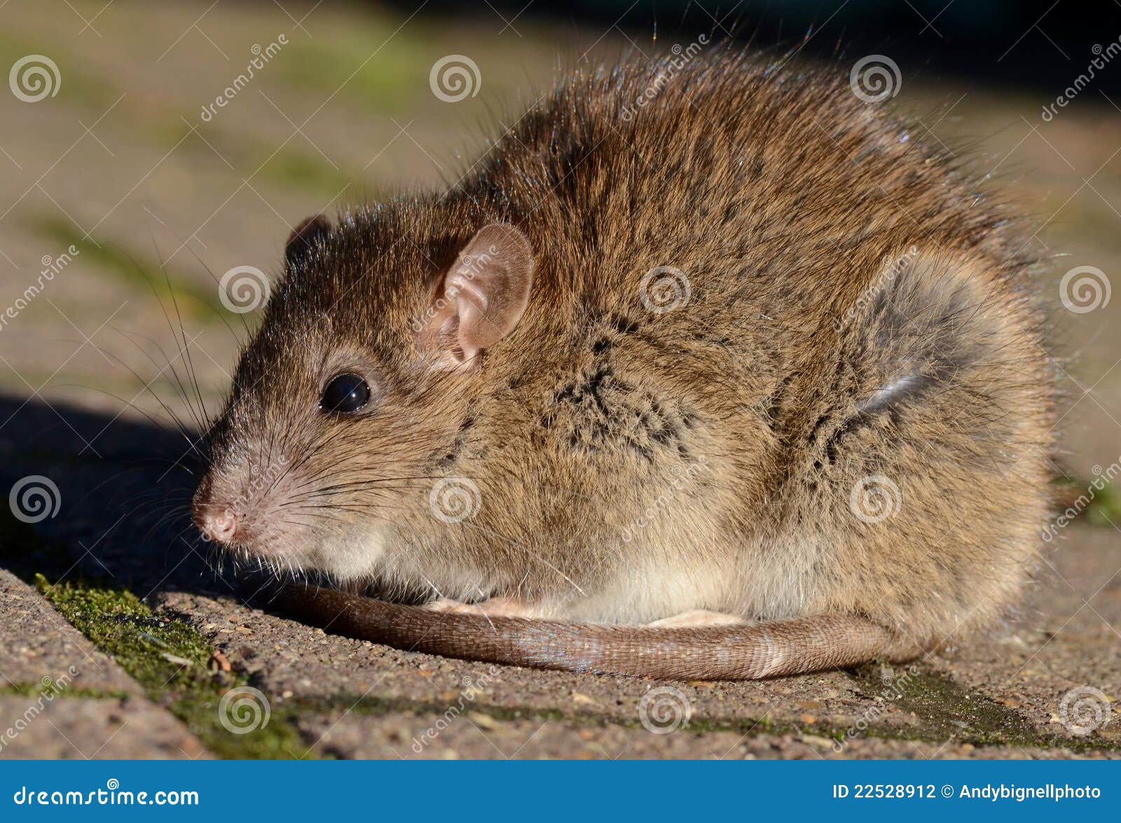 Brown Rat stock photo. Image of rubbish, gnaw, rodent - 22528912