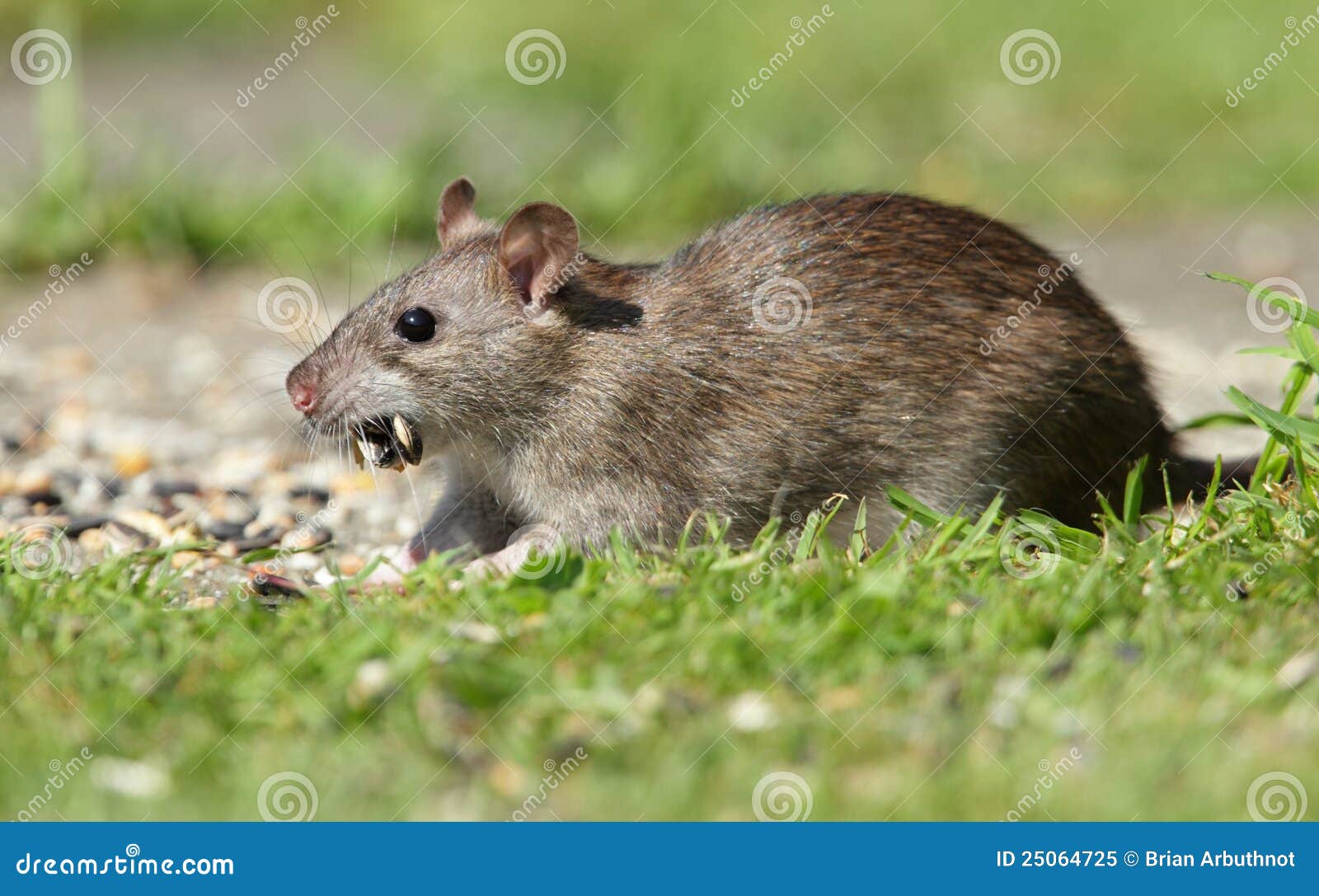 Brown rat. stock image. Image of dormouse, mammal, rodents - 25064725