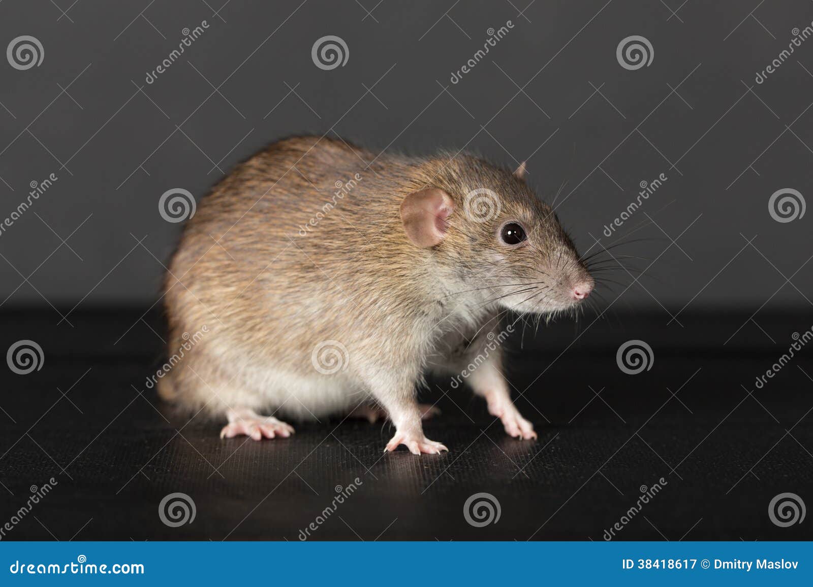 Brown rat stock image. Image of macro, mammals, sitting - 38418617