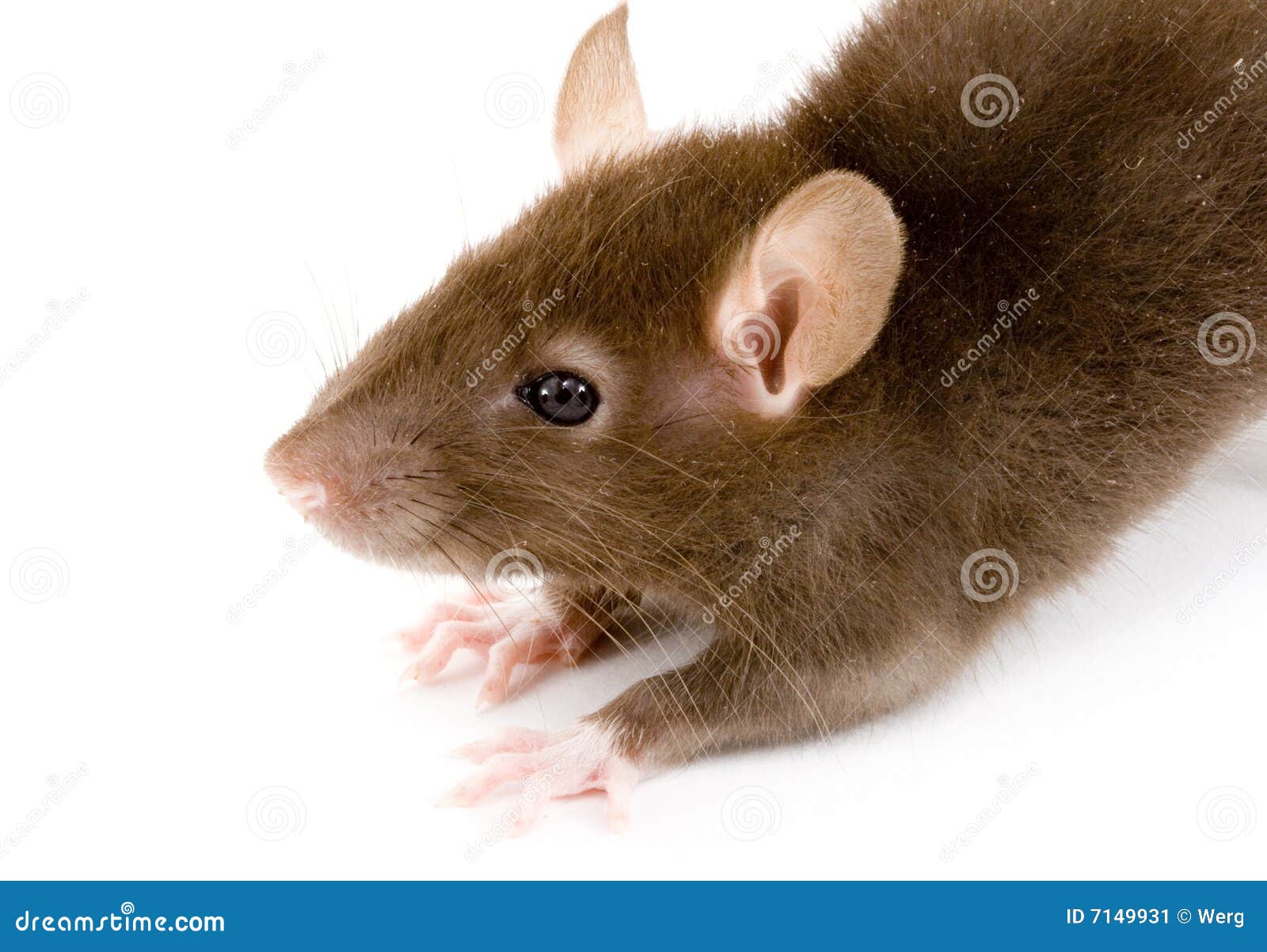 Brown Rat stock image. Image of brown, mammal, small, rodent - 7149931