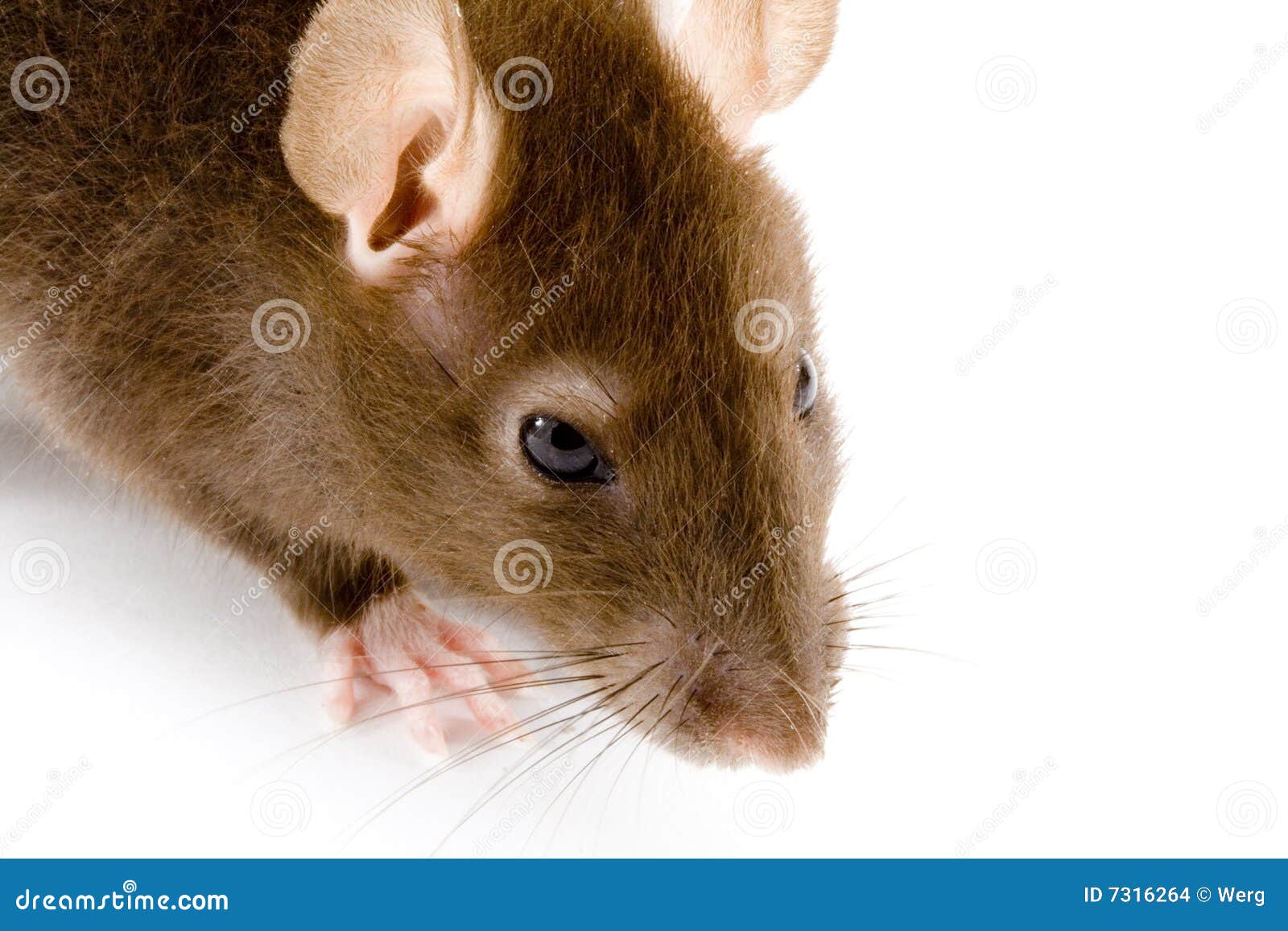 Brown Rat stock photo. Image of small, pest, rodent, fear - 7316264