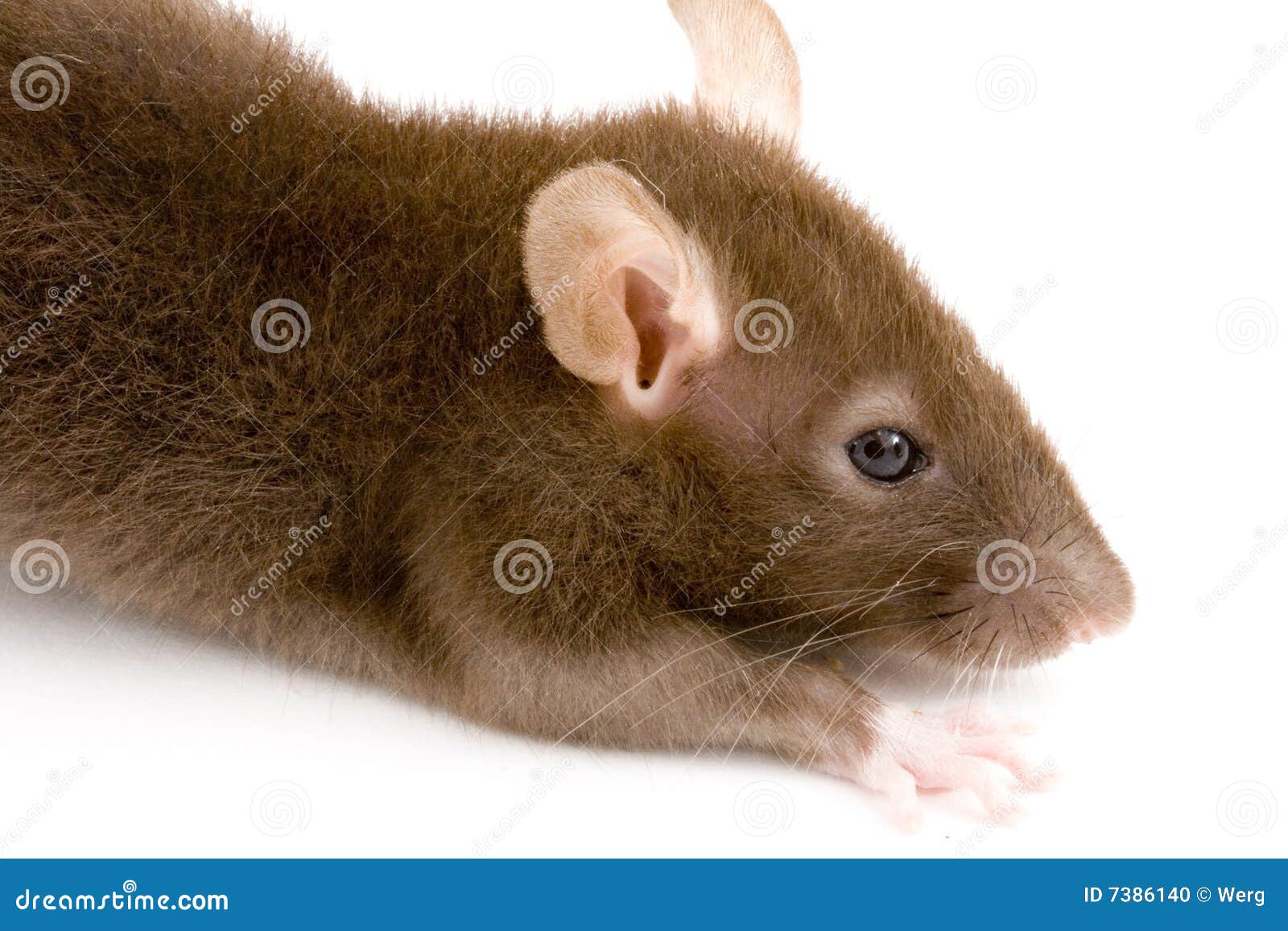 Brown Rat stock photo. Image of rodent, close, mammal - 7386140