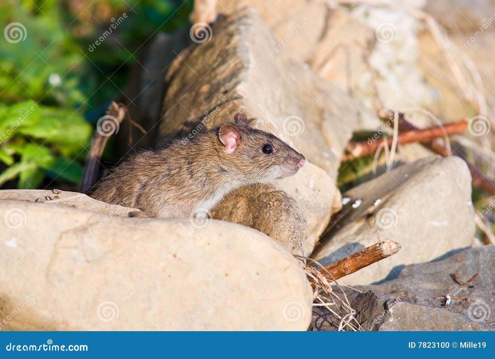 Brown Rat stock photo. Image of wildlife, mammal, brown - 7823100