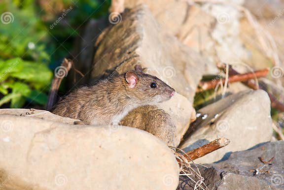 Brown Rat stock photo. Image of wildlife, mammal, brown - 7823100