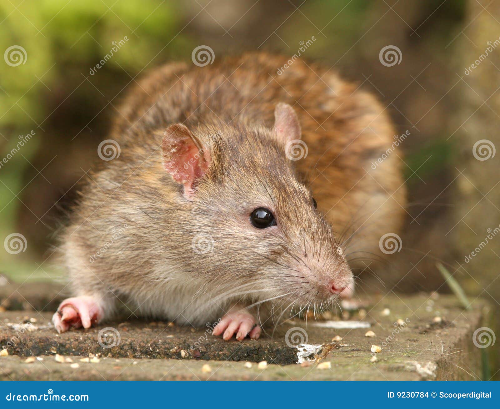 Brown Rat stock photo. Image of close, whiskers, cute - 9230784