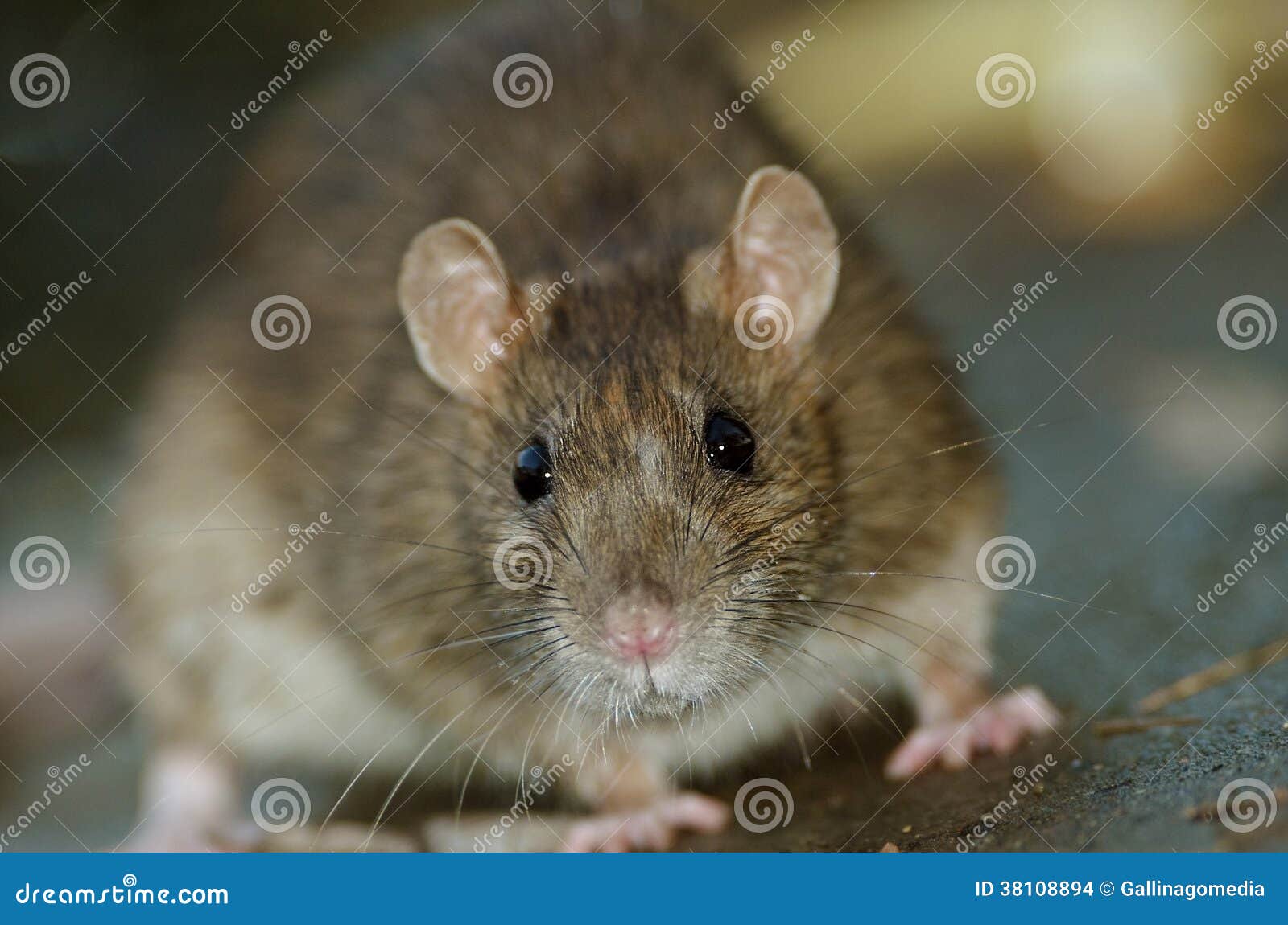 Brown Rat stock photo. Image of norvegicus, pest, curious - 38108894