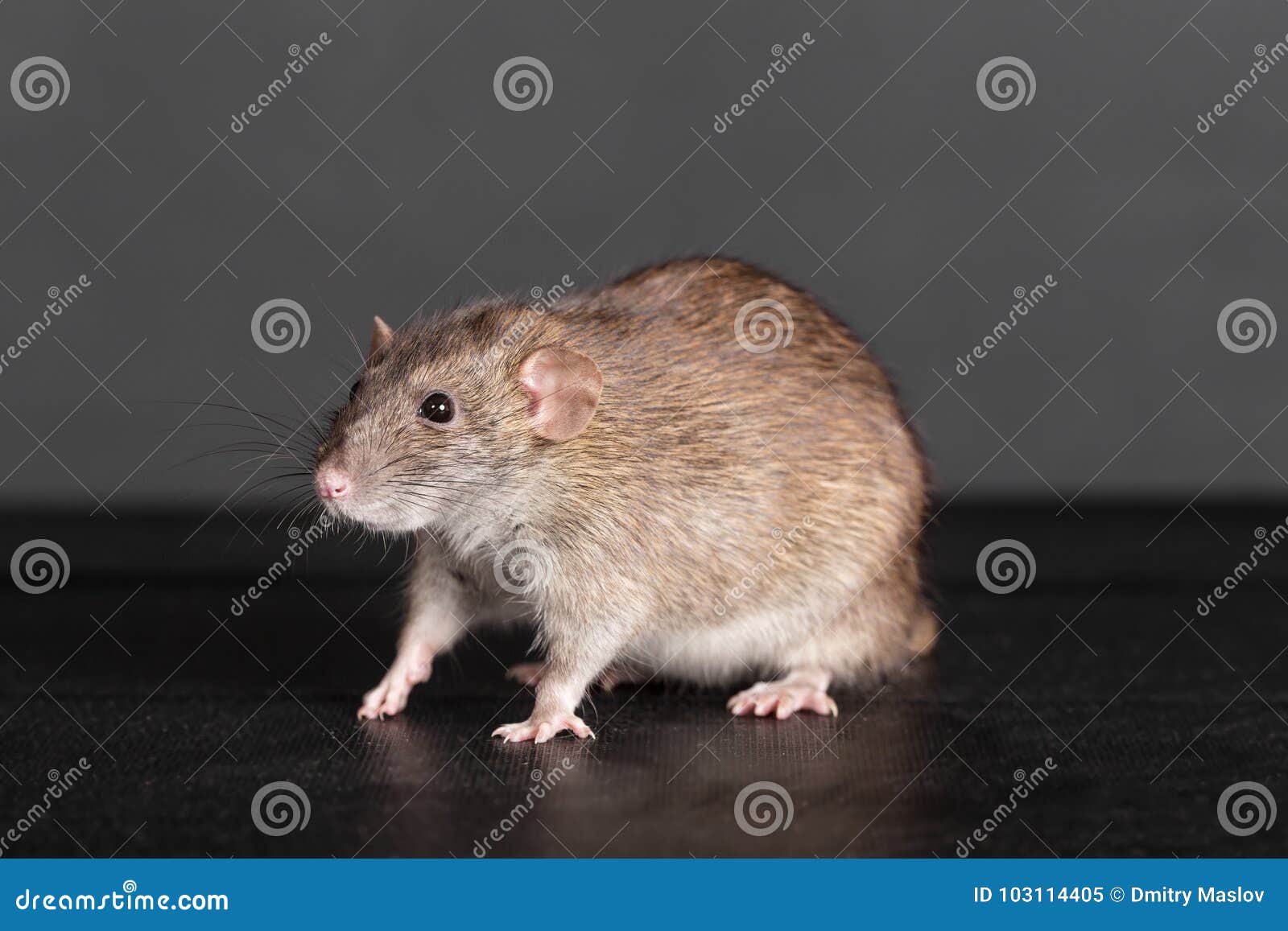 Brown rat close up stock image. Image of sitting, pets - 103114405