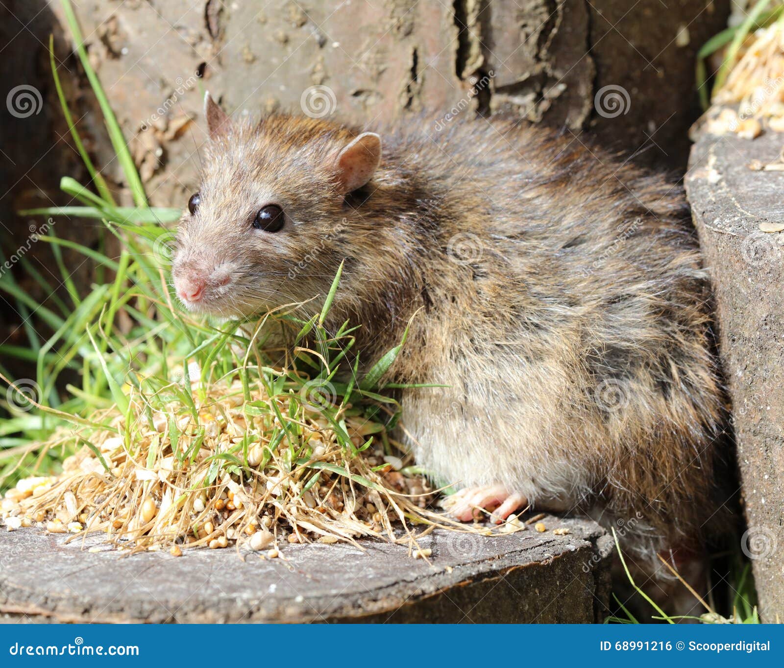 Brown Rat stock photo. Image of eating, close, norvegicus - 68991216