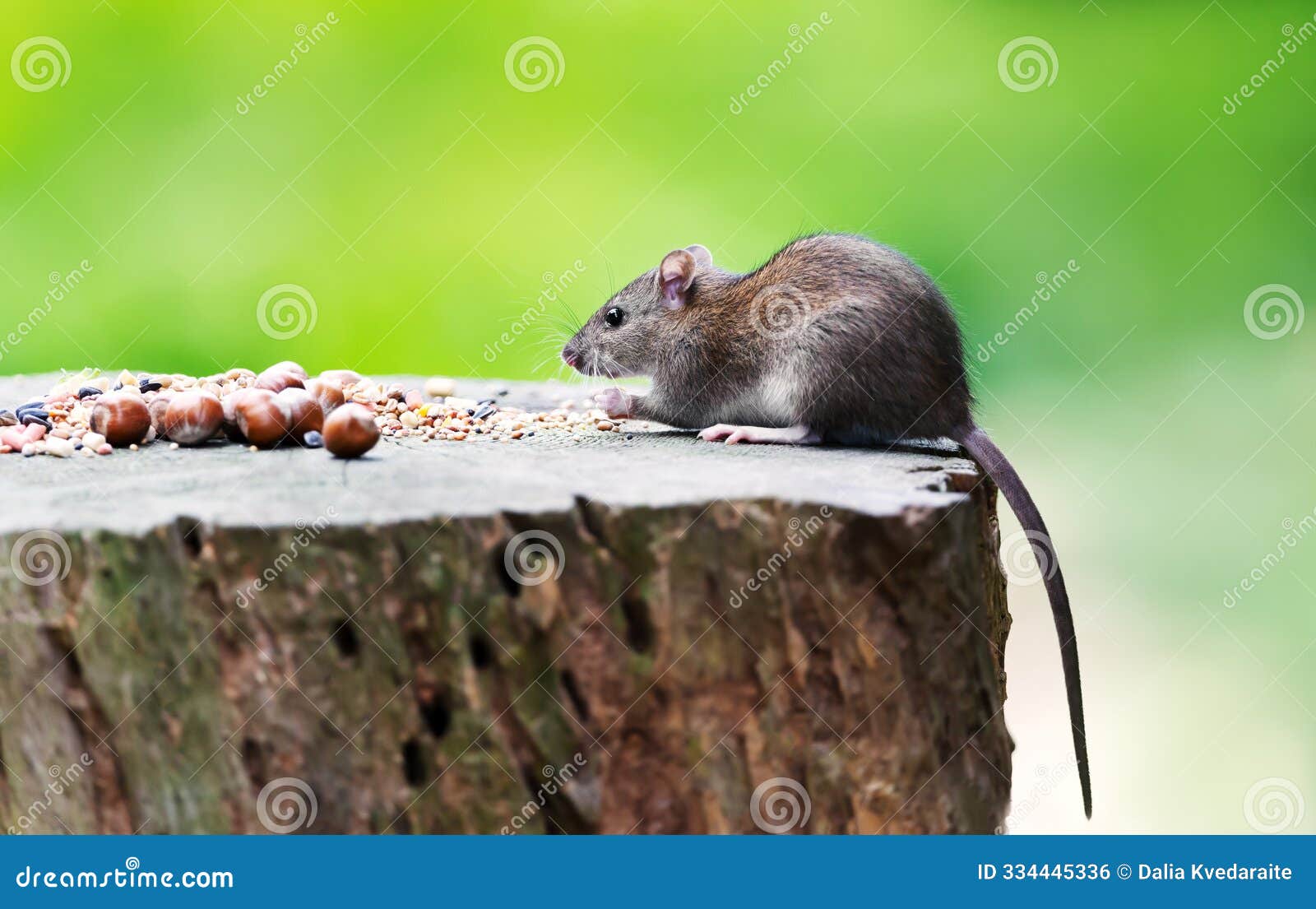 Brown Rat Eating Seeds and Nuts Scattered on Tree Stump Stock Photo ...
