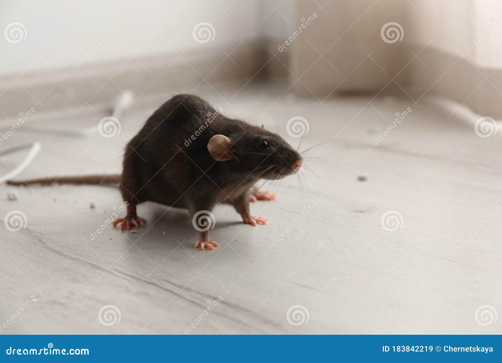 Brown Rat on Floor. Pest Control Stock Image - Image of house, domestic ...