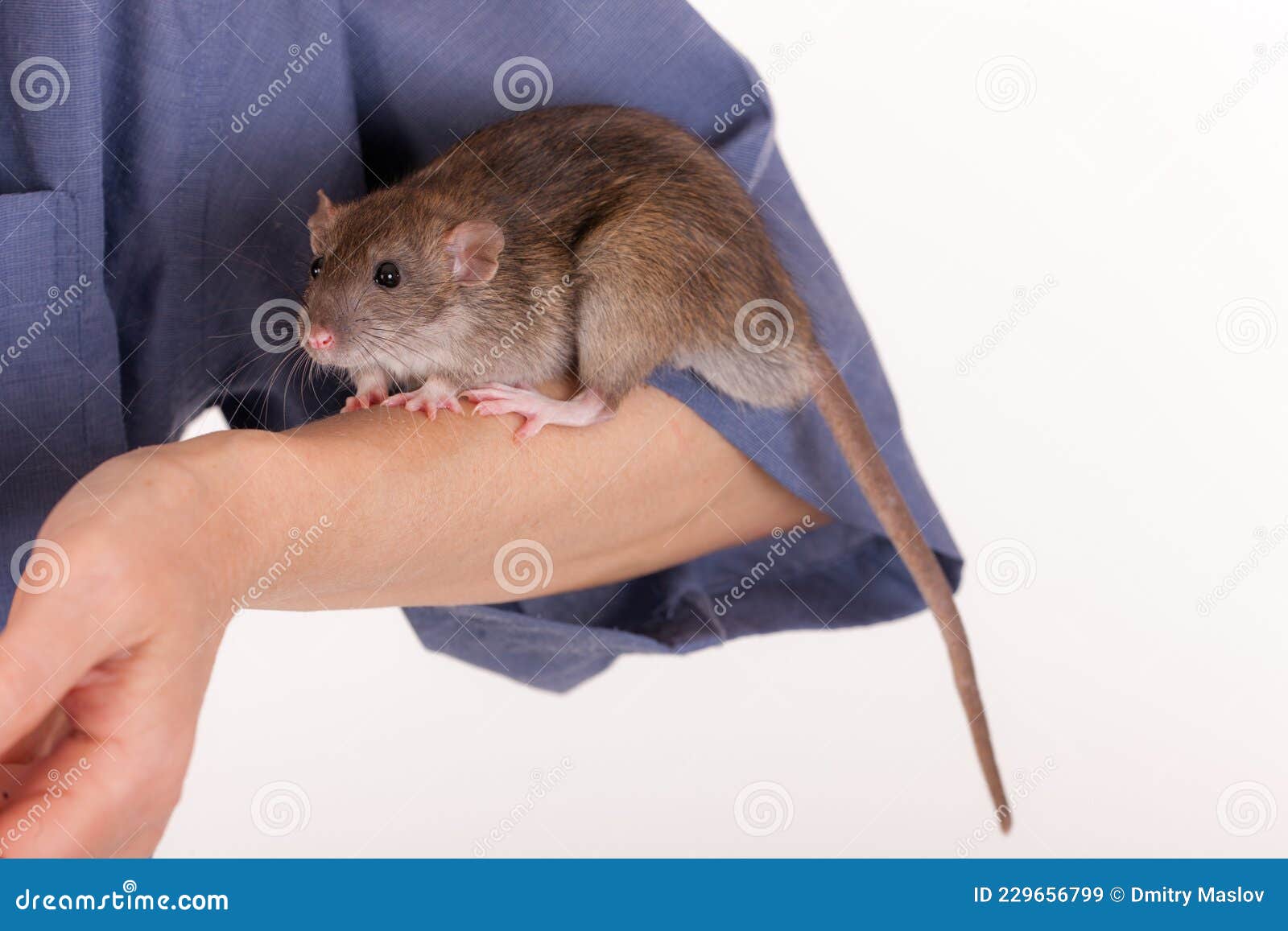 Brown rat on a hand stock image. Image of fluffy, baby - 229656799