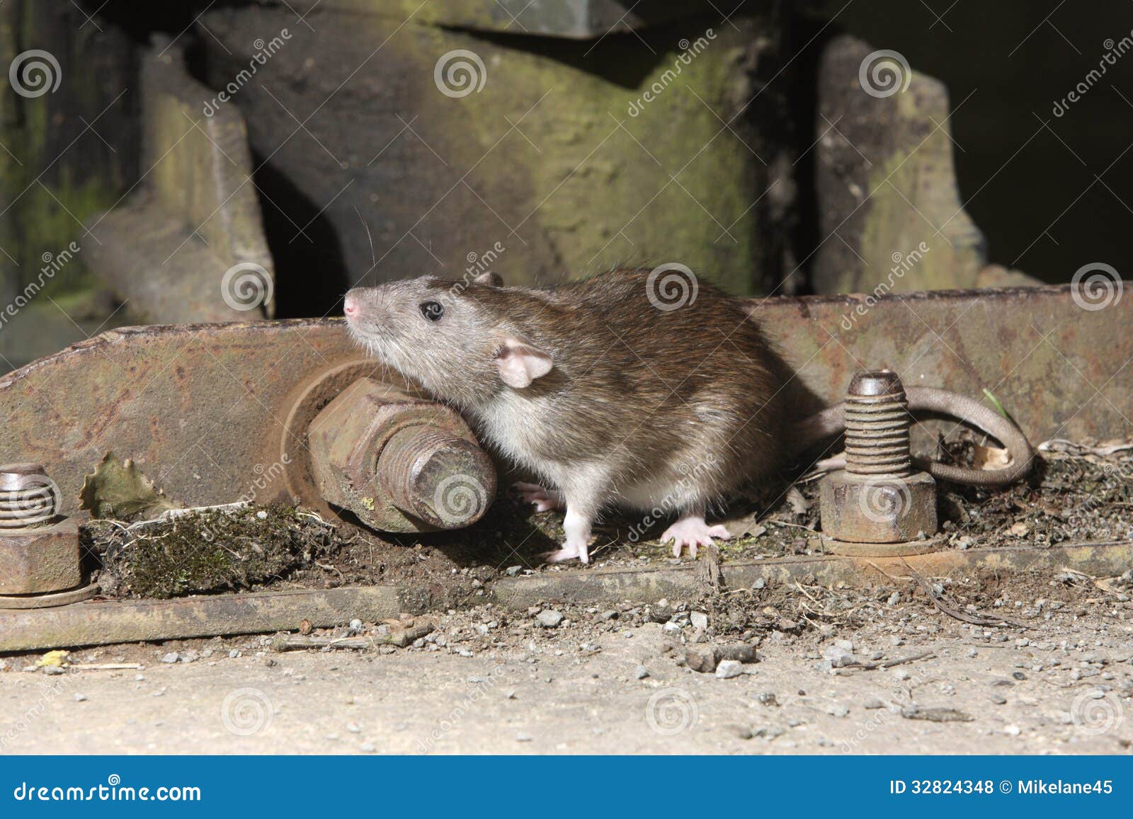 Brown Rat, Rattus Norvegicus Stock Photo - Image of pest, rattus: 32824348