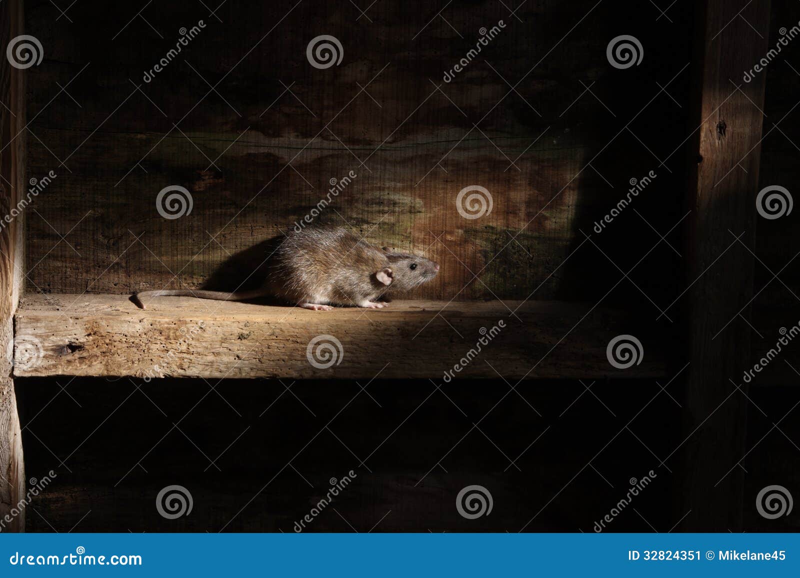Brown Rat, Rattus Norvegicus Stock Image - Image of british, rattus ...
