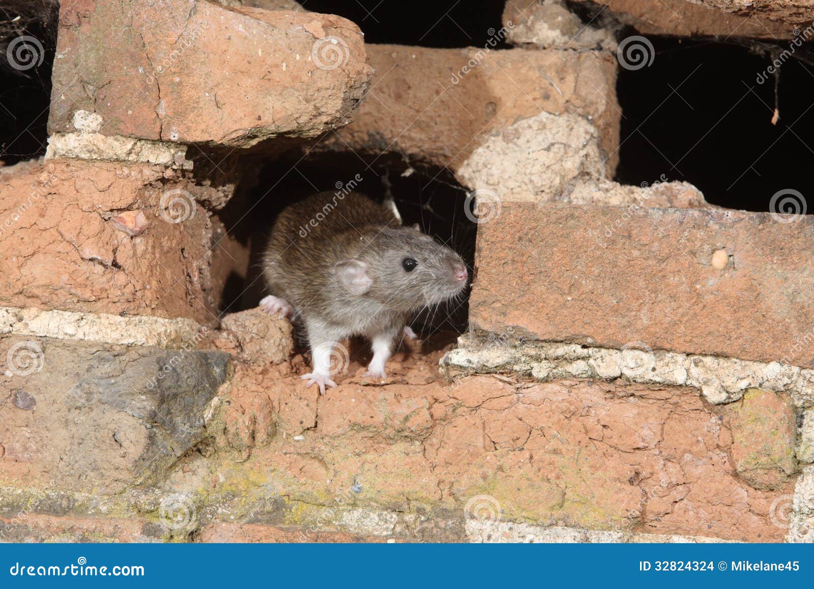 Brown Rat, Rattus Norvegicus Stock Photo - Image of britain, small ...
