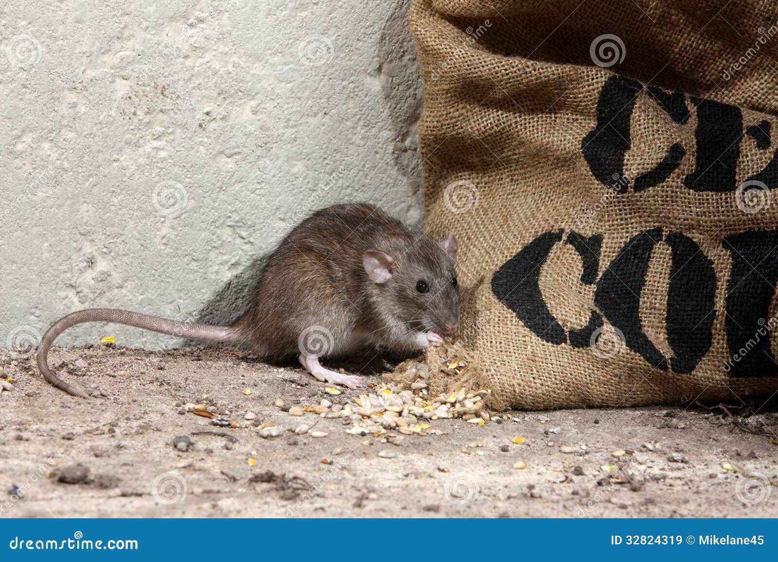 Brown Rat, Rattus Norvegicus Stock Image - Image of pest, british: 32824319