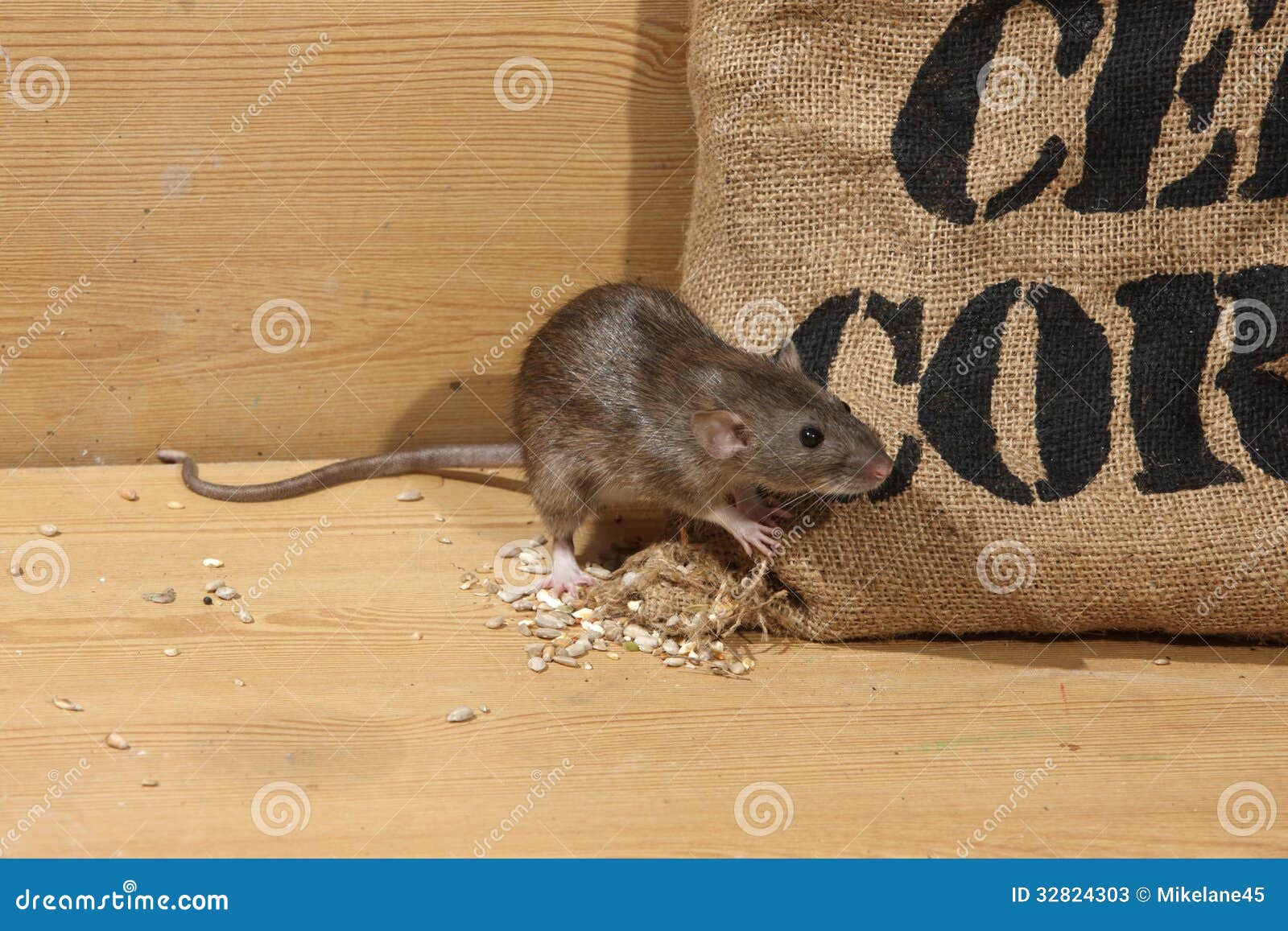 Brown Rat, Rattus Norvegicus Stock Image - Image of rattus, brown: 32824303