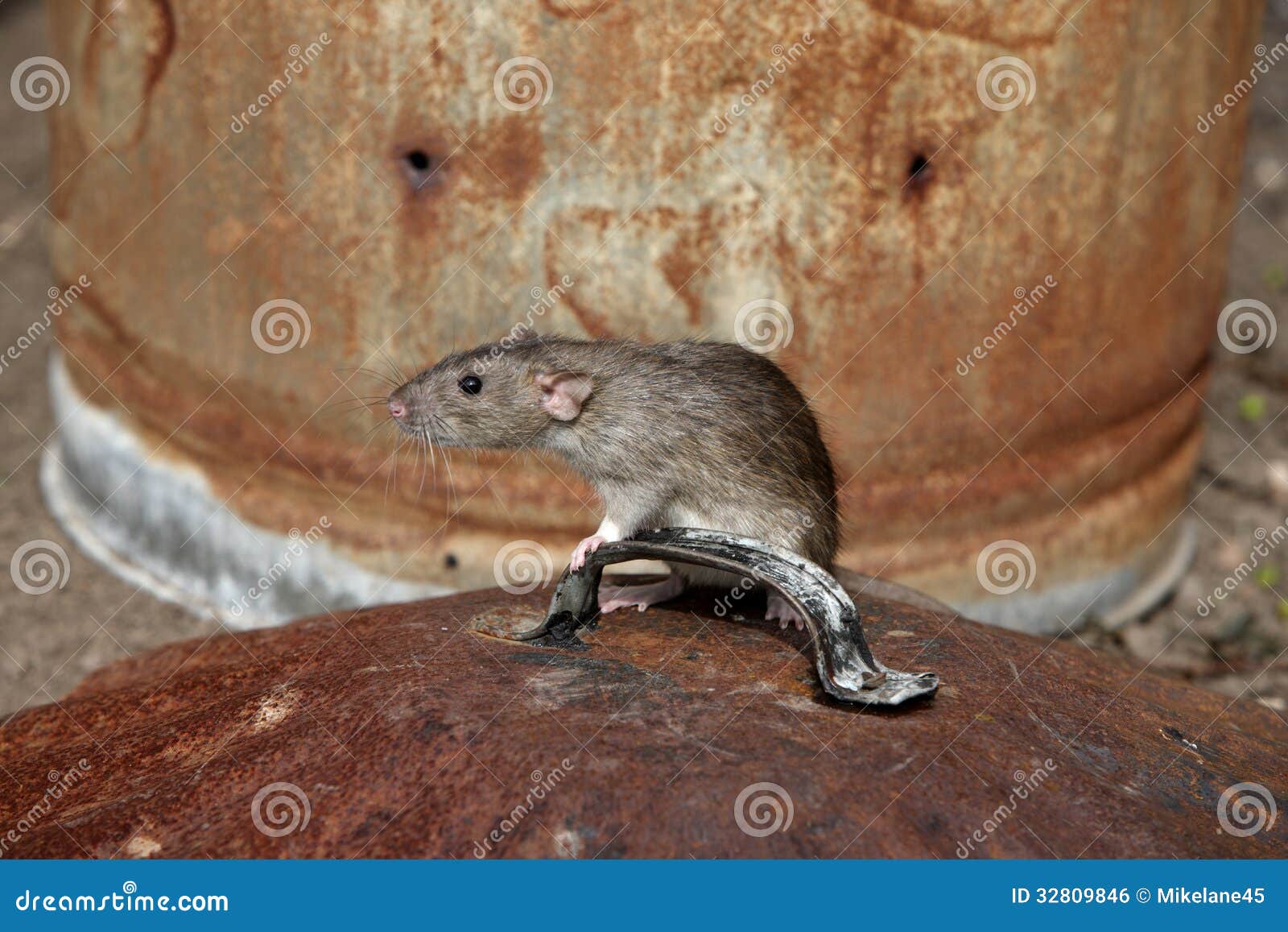 Brown Rat, Rattus Norvegicus Stock Photo - Image of nature, britain ...