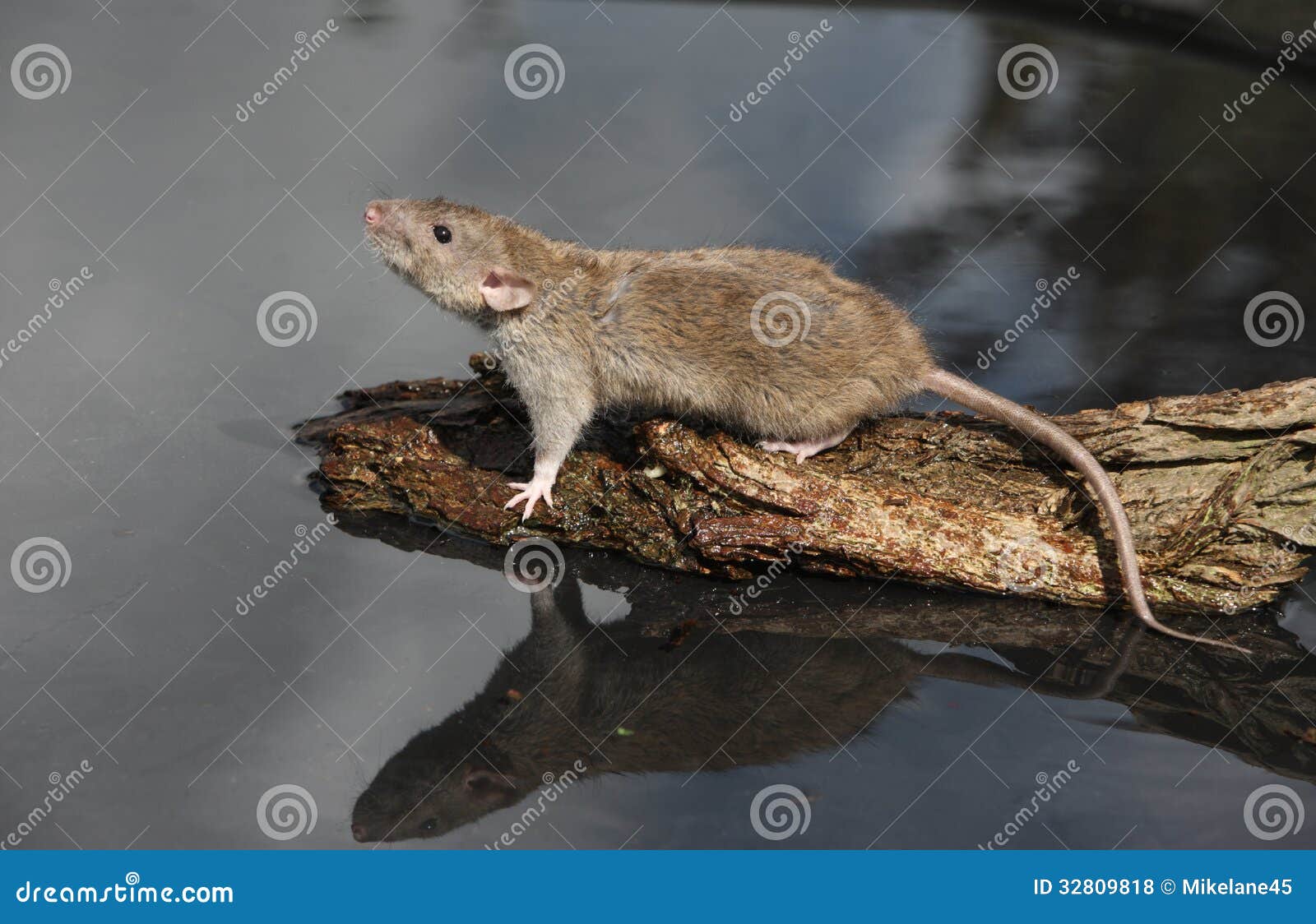 Brown Rat, Rattus Norvegicus Stock Photo - Image of mammal, wildlife ...