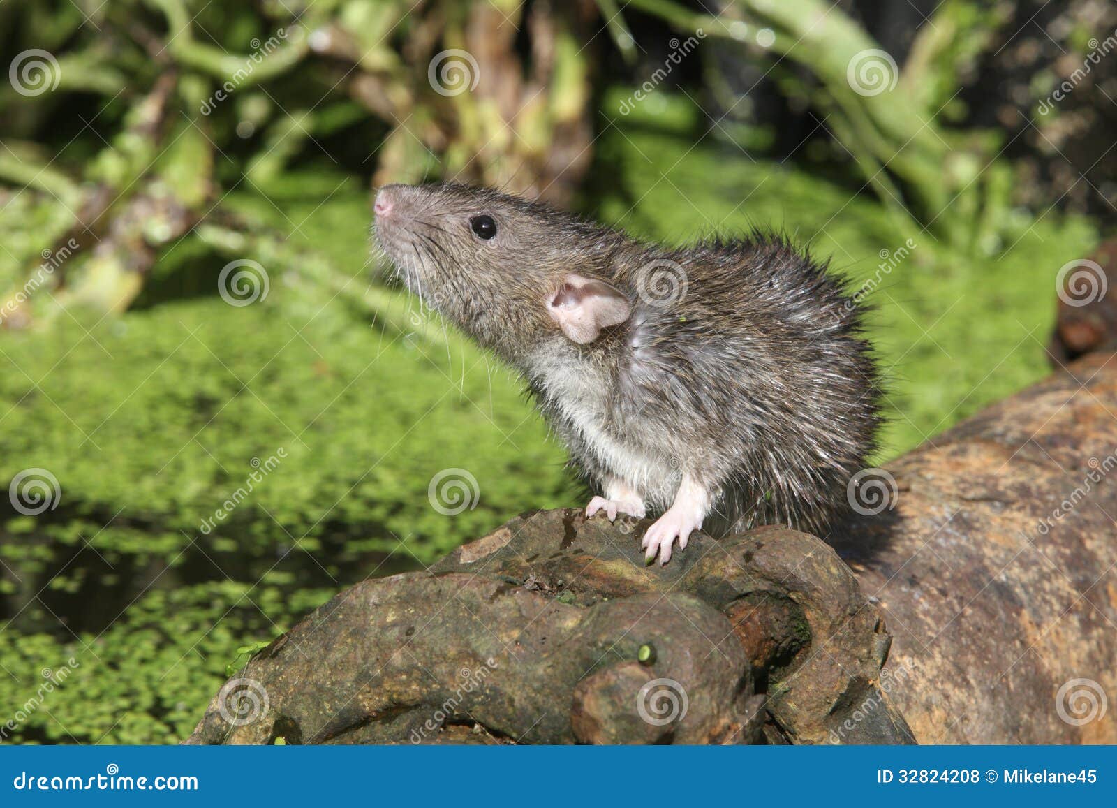 Brown Rat, Rattus Norvegicus Stock Photo - Image of rattus, british ...