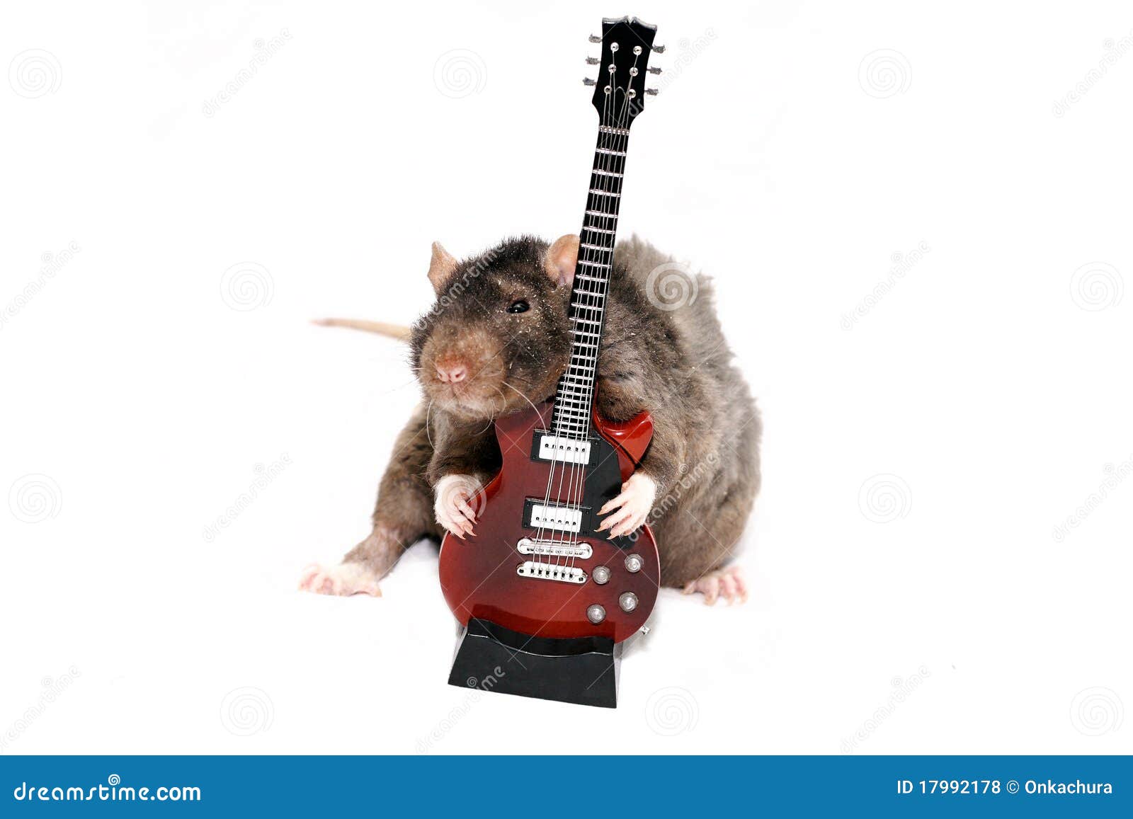 Brown Rat with Small Red Guitar Stock Photo - Image of energy, tune ...