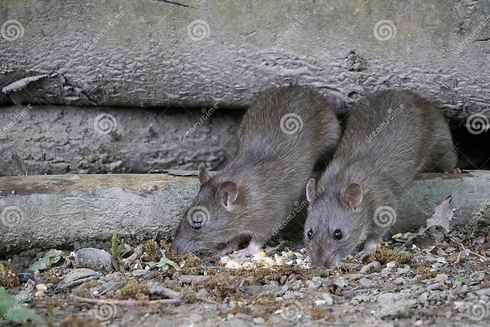 Brown Rats Nesting in Some Old Logs Stock Photo - Image of wild, tree ...