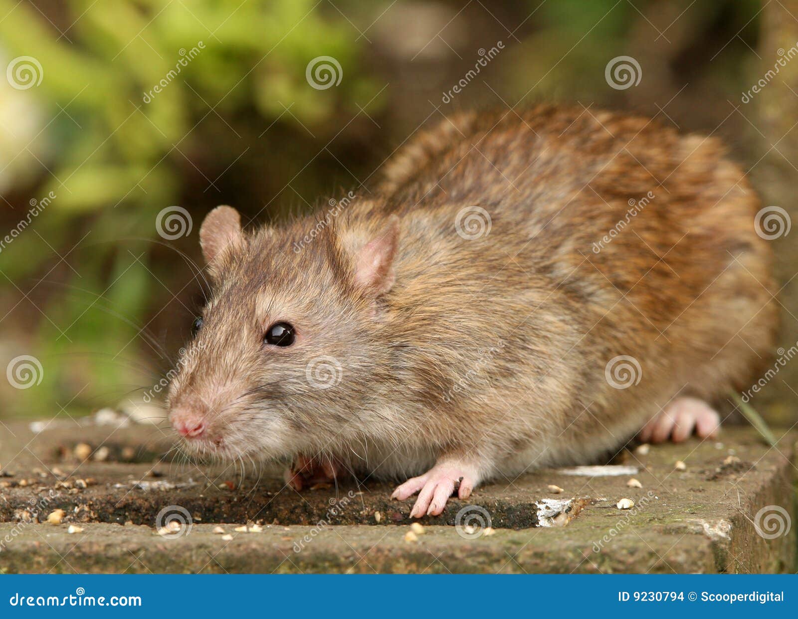 Brown-Ratte stockfoto. Bild von bärte, plage, quietschen - 9230794