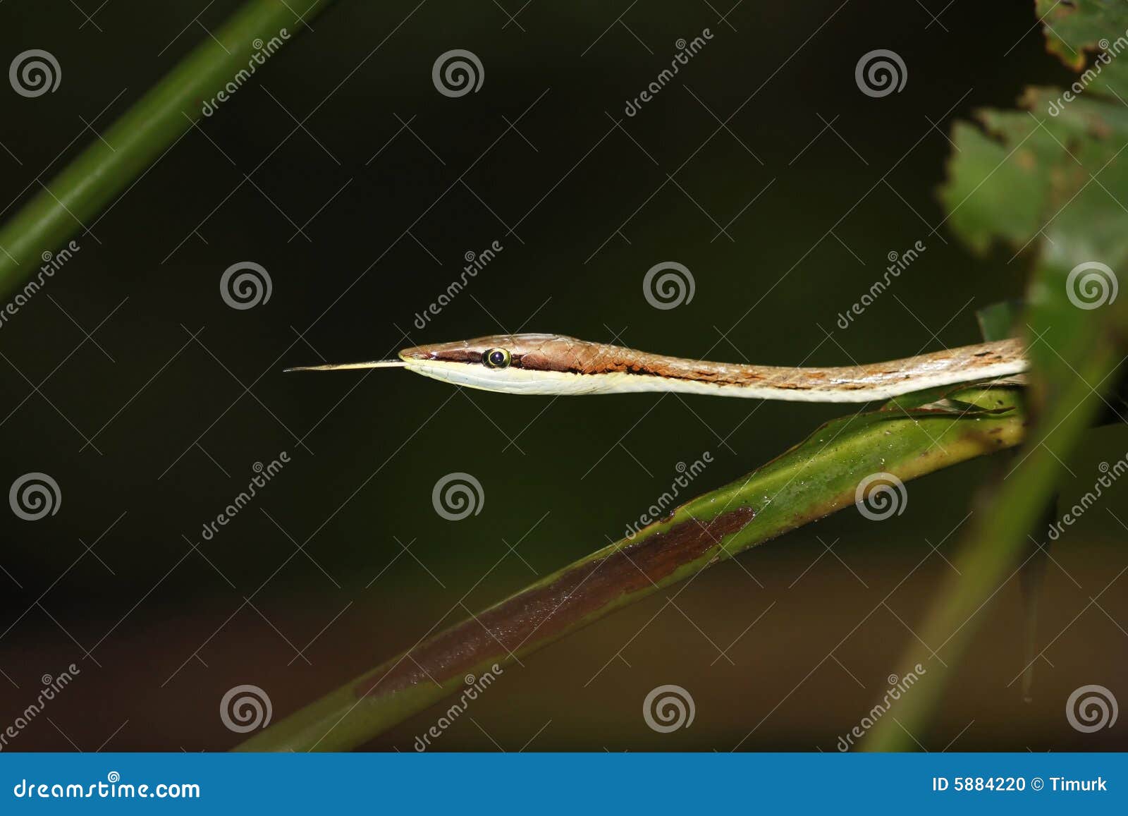Brown-Rebe-Schlange (Costa Rica) Stockfoto - Bild von amerika, tarnung ...