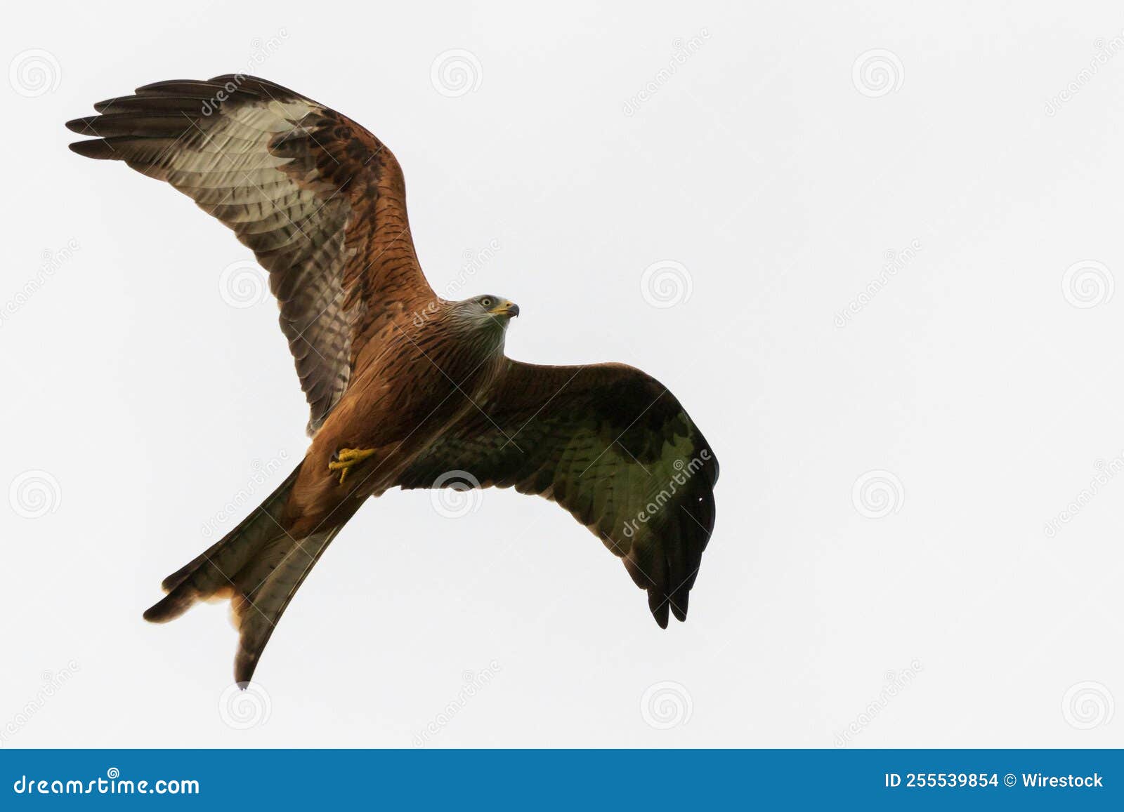 Brown Red Bird Flying Isolated on a White Background Stock Photo ...