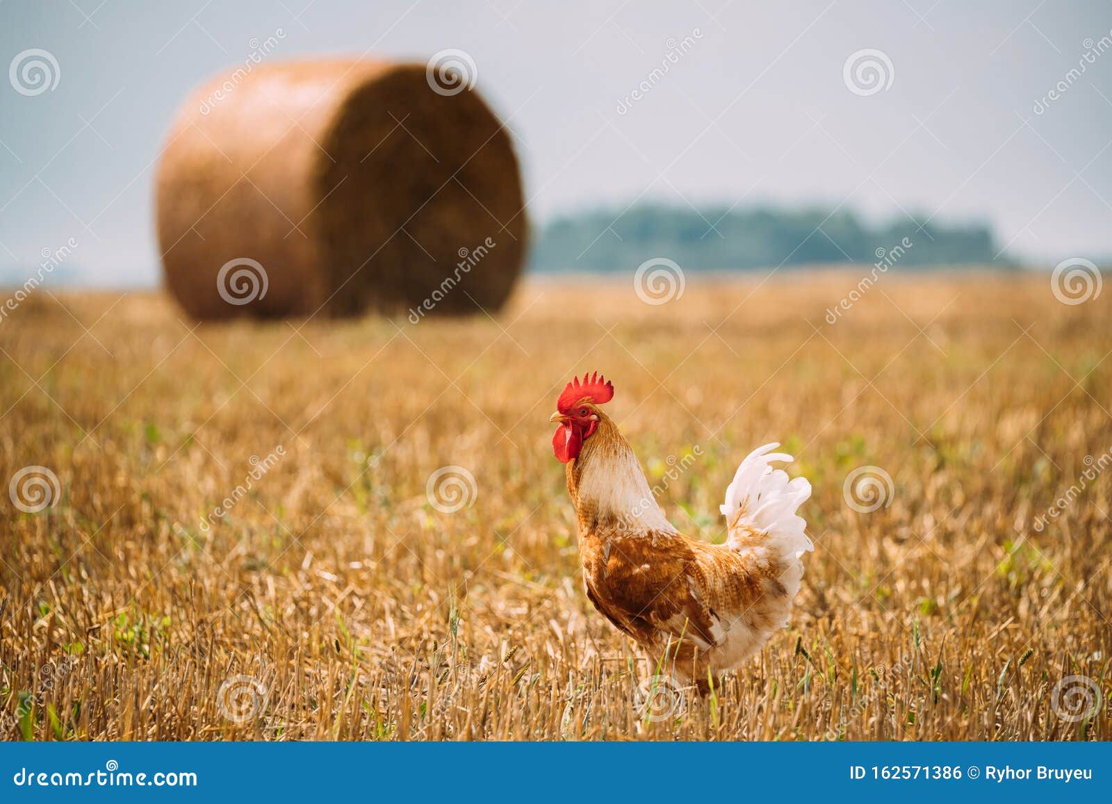 Brown Red Chicken Rooster Hen Walking in Straw Field Stock Photo ...