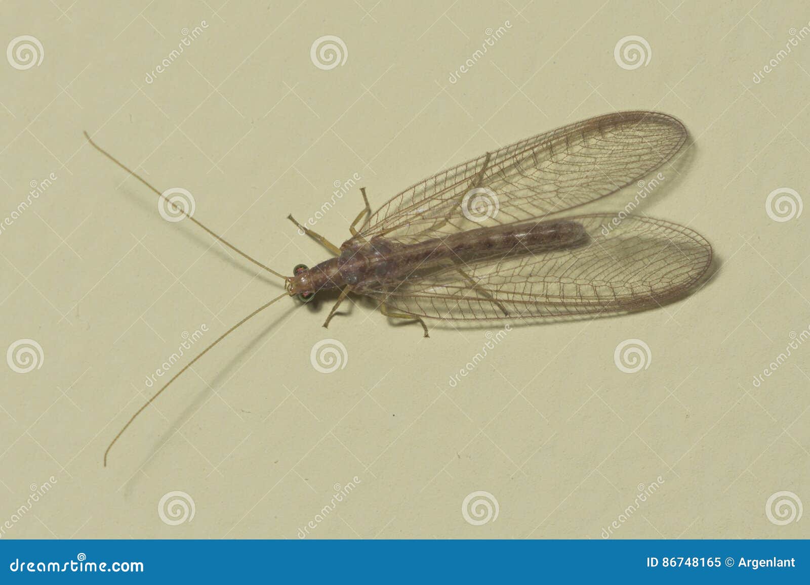 Brown-red Neuroptera or Lacewing Macro on a Plaster Wall, Selective ...