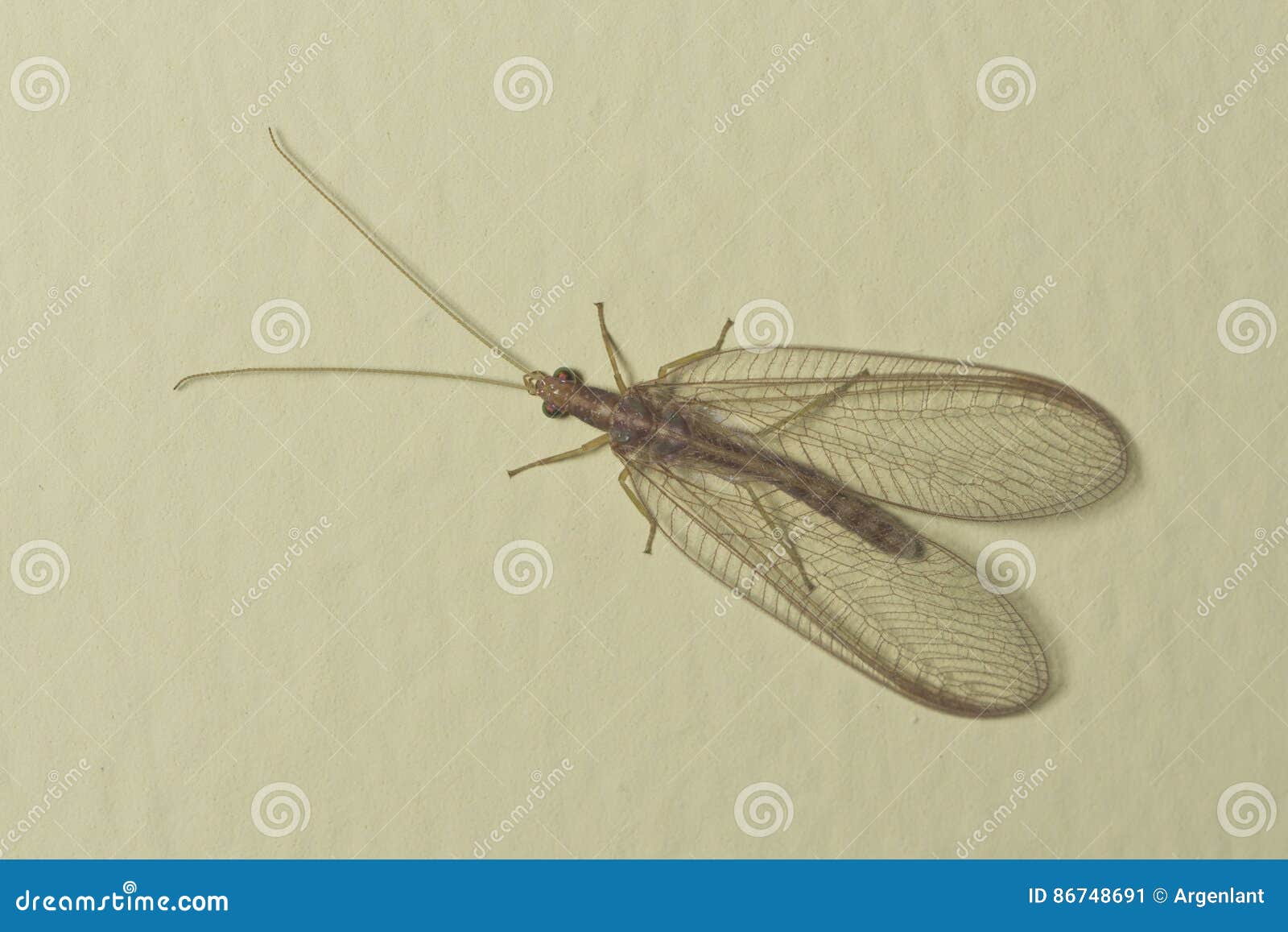 Brown-red Neuroptera or Lacewing Macro on a Plaster Wall, Selective ...