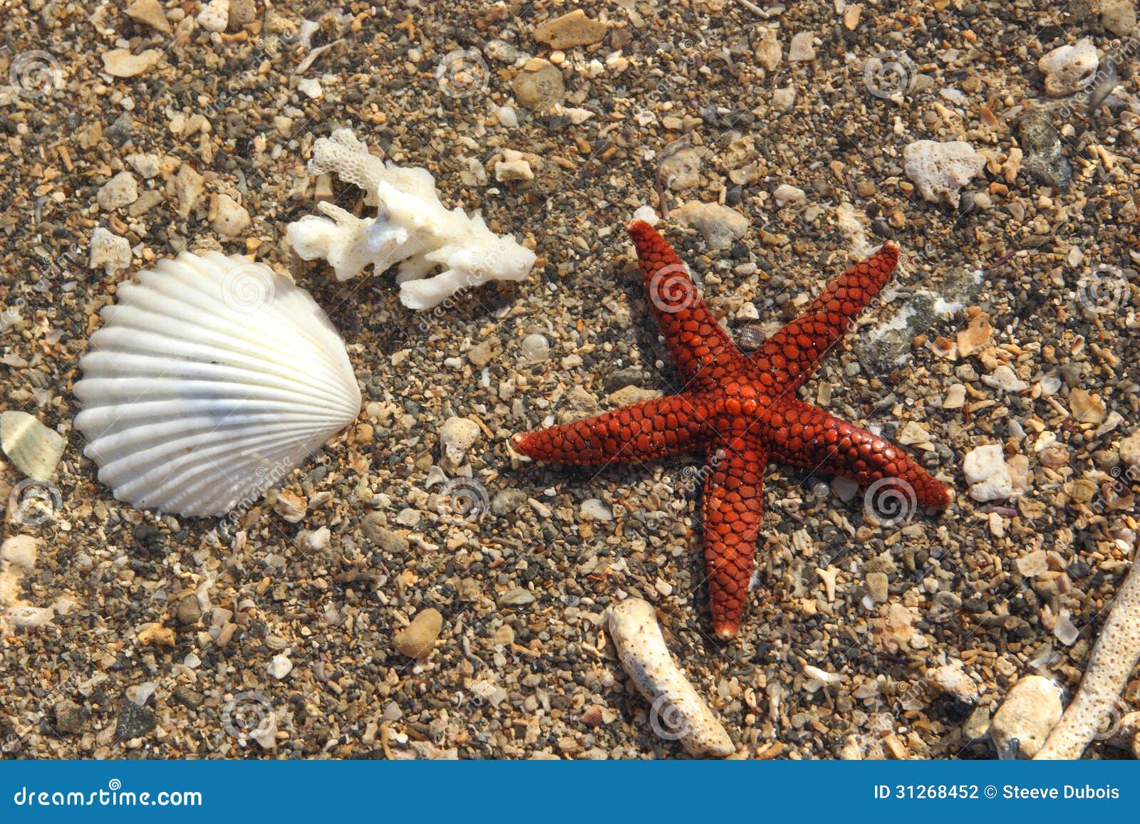 Brown Red Starfish in Shallow Water Stock Photo - Image of outdoors ...