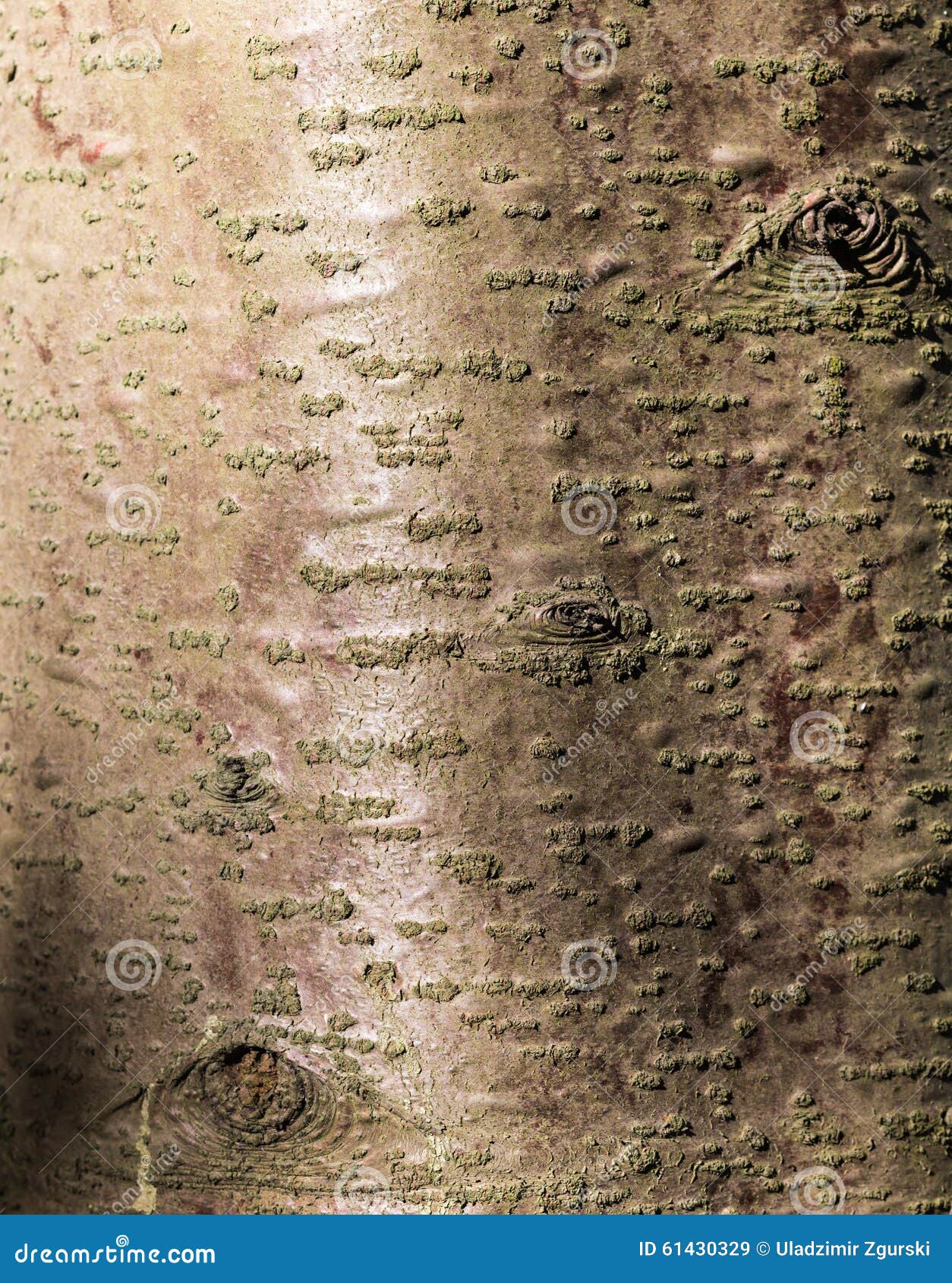 Brown and Red Tree Bark Texture Stock Image - Image of backgrounds ...