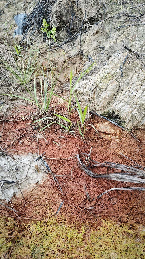 Brown or Reddish Rusty-colored Stains on Dried Puddle Soil Surface ...