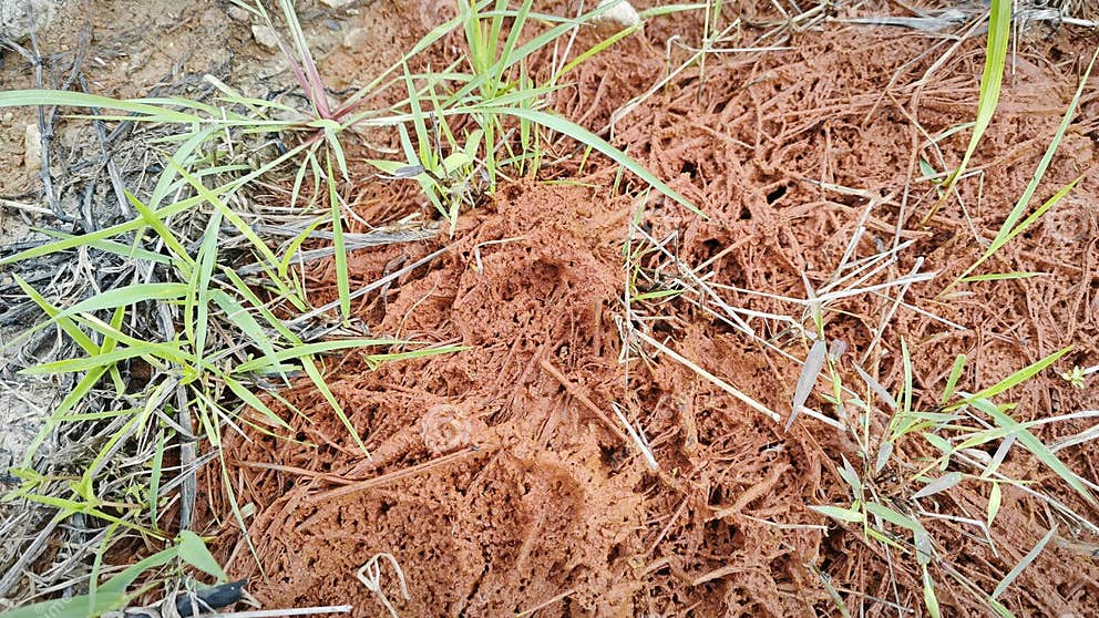 Brown or Reddish Rusty-colored Stains on Dried Puddle Soil Surface ...
