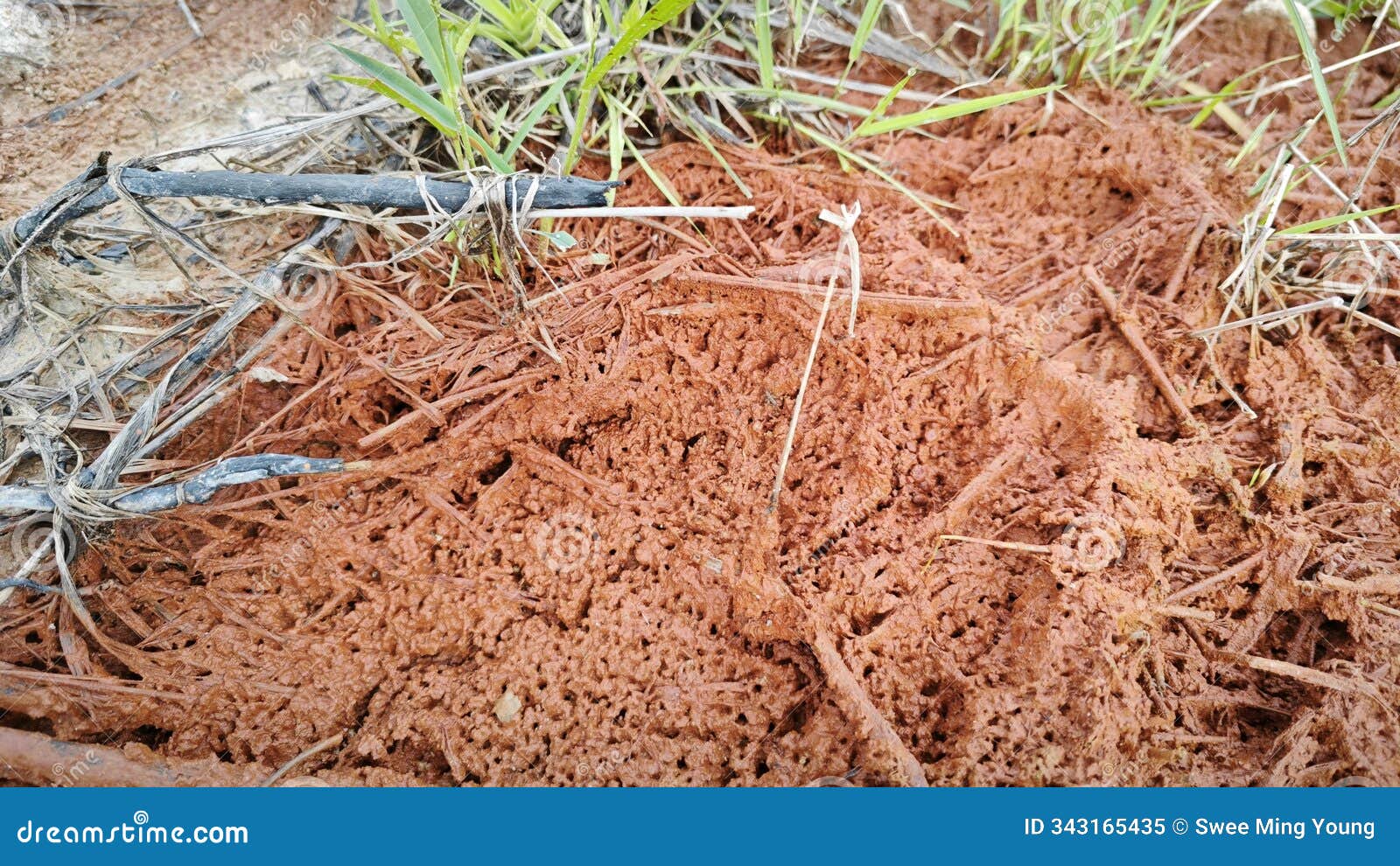 Brown or Reddish Rusty-colored Stains on Dried Puddle Soil Surface ...