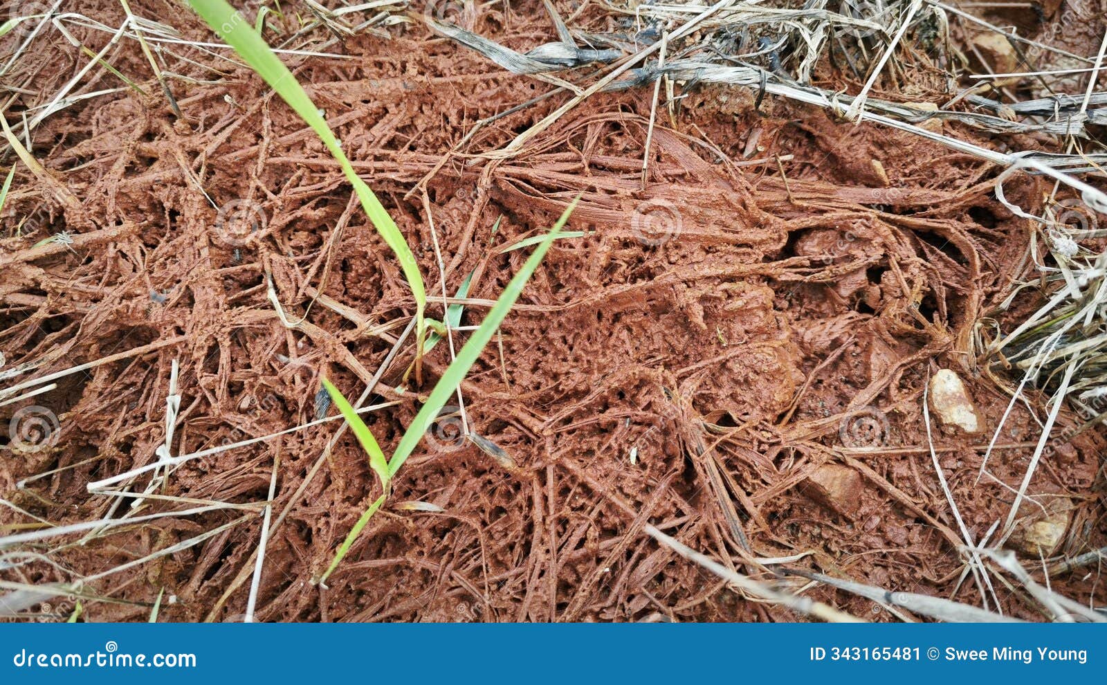Brown or Reddish Rusty-colored Stains on Dried Puddle Soil Surface ...