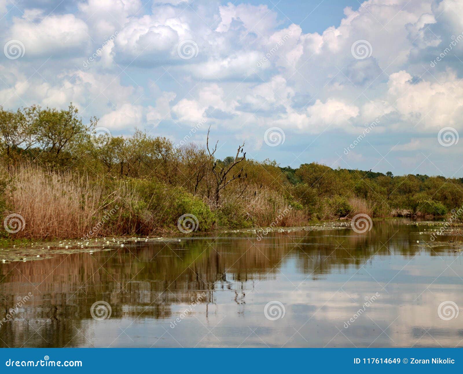Reflection of Brown Reed and Clouds in Lake Stock Image - Image of ...
