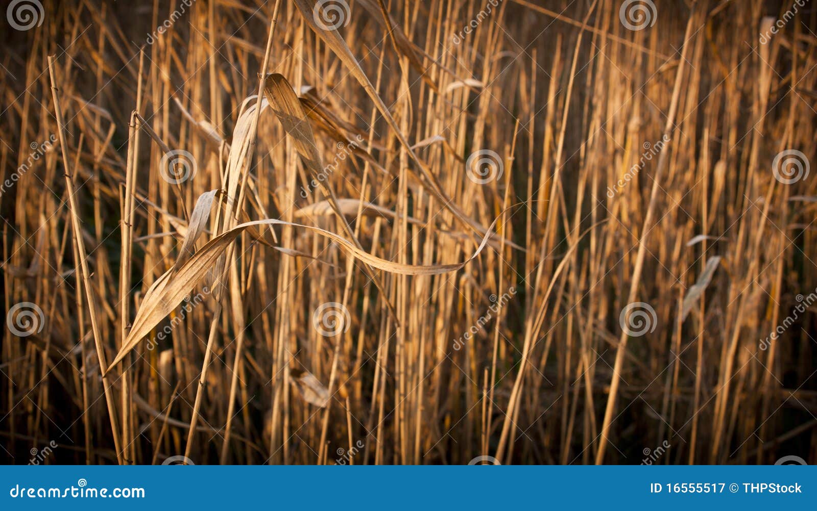 Brown Reeds stock image. Image of ecology, garden, nature - 16555517