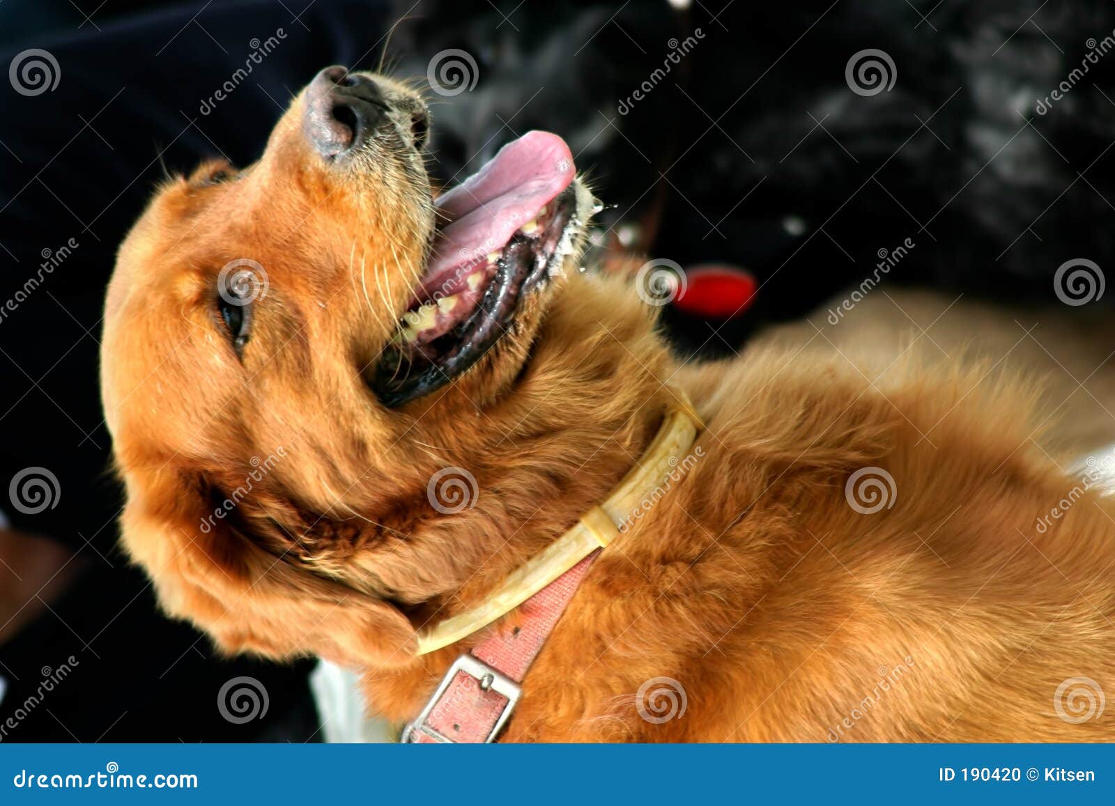 Brown retriever stock photo. Image of chesapeake, cropped - 190420