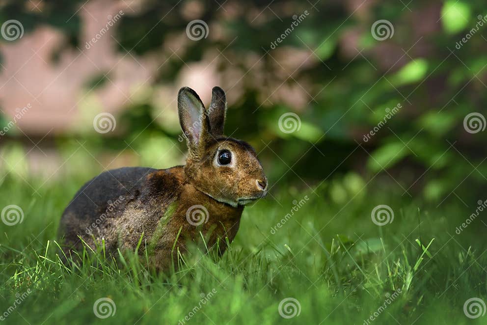 Cute Brown Rex Bunny Posing Outdoors in Summer on Grass Stock Image ...