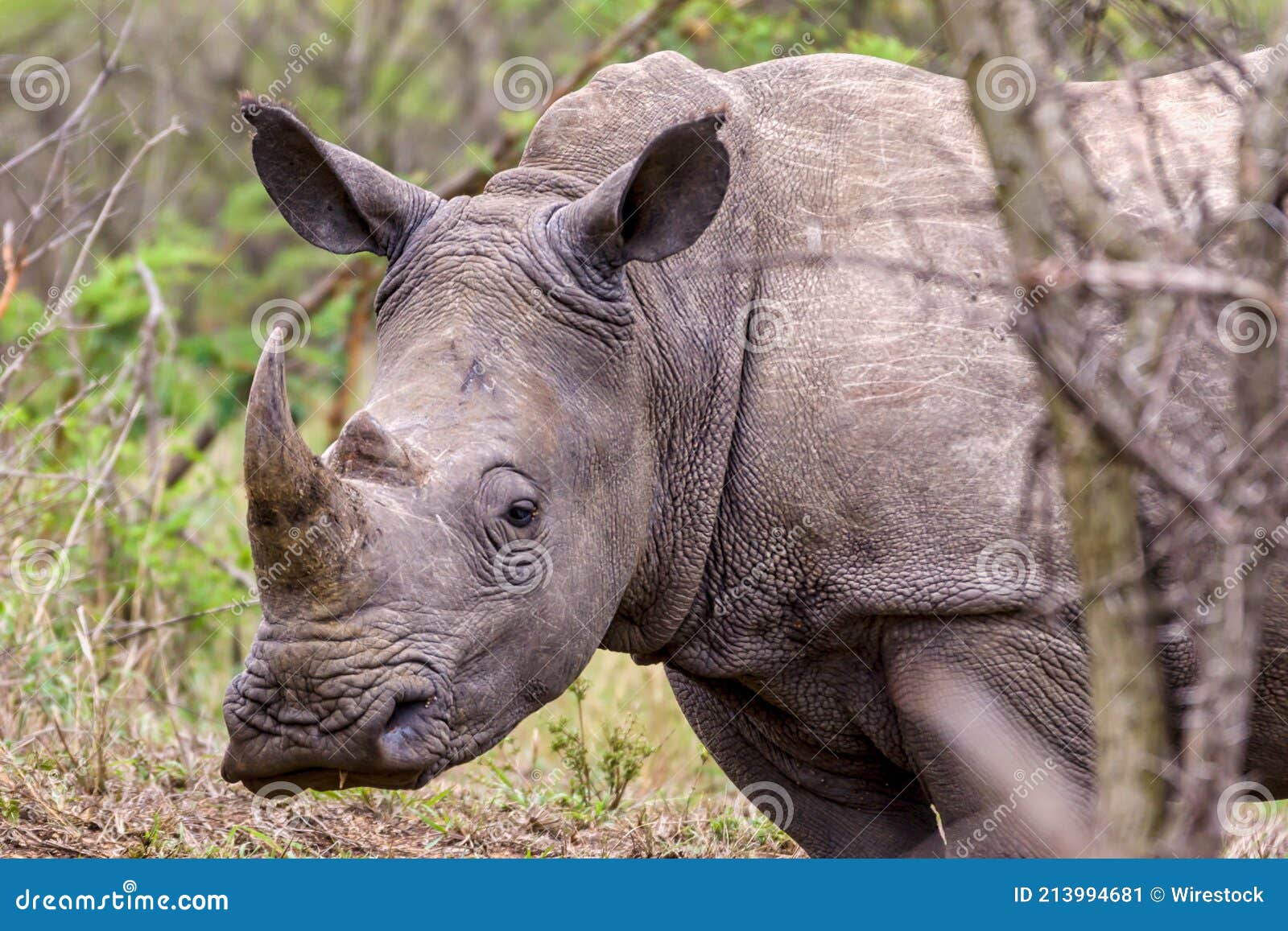 Brown rhino in nature stock image. Image of animal, africa - 213994681