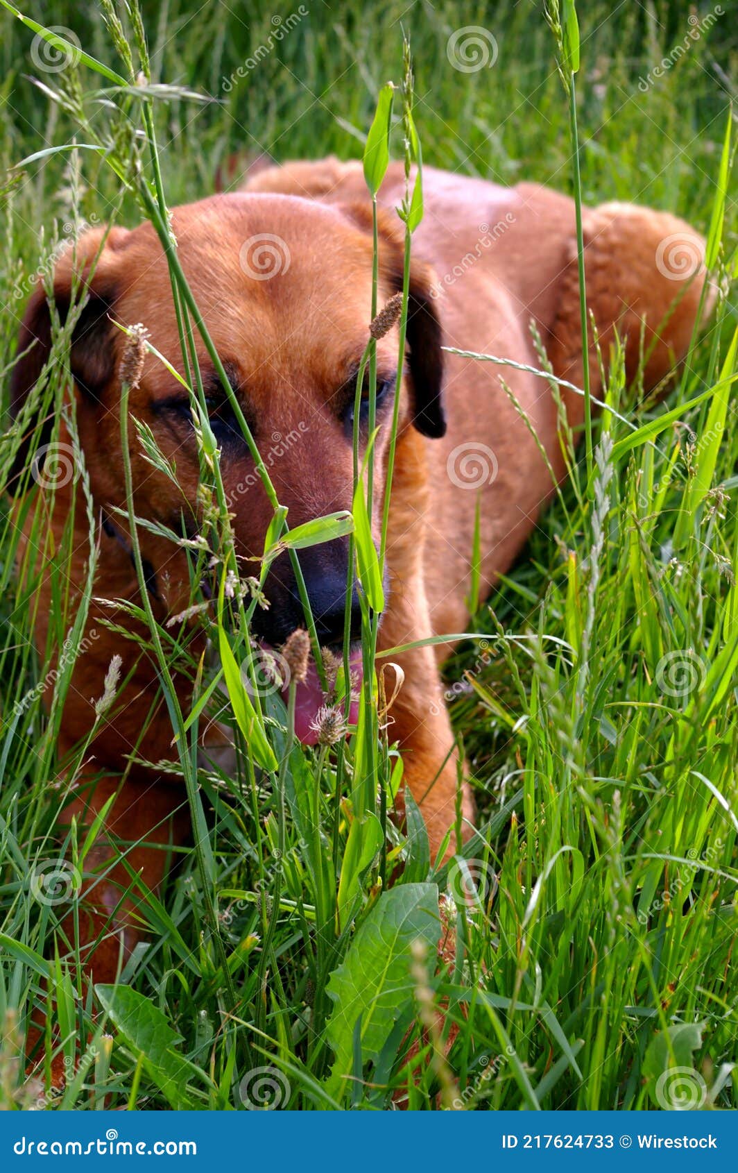Brown Rhodesian Ridgeback Breed Dog on the Grass Stock Image - Image of ...
