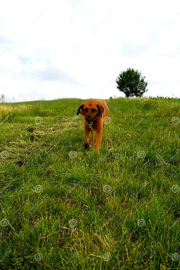 Brown Rhodesian Ridgeback Breed Dog on the Grass Stock Photo - Image of ...