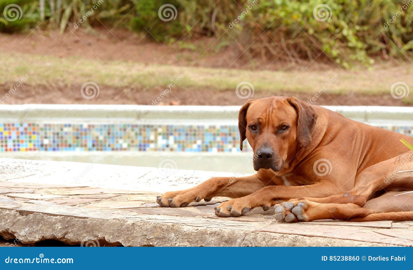 Brown Rhodesian-Ridgeback stock photo. Image of lying - 85238860