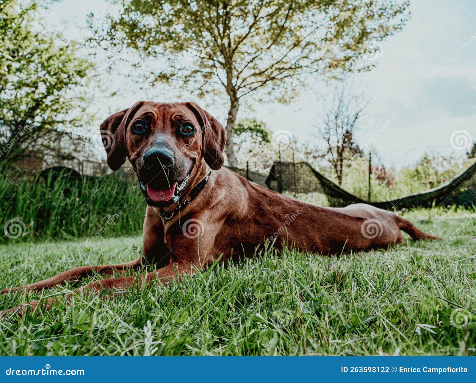 Brown Rhodesian Ridgeback Smiling at the Camera Stock Photo - Image of ...