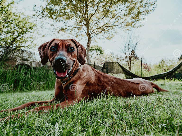 Brown Rhodesian Ridgeback Smiling at the Camera Stock Photo - Image of ...