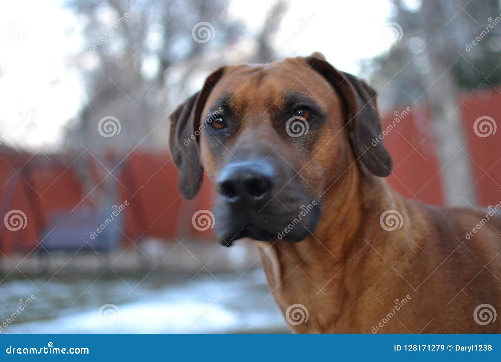 Brown Rhodesian Ridgeback Szczeniaka Pies Obraz Stock - Obraz złożonej ...