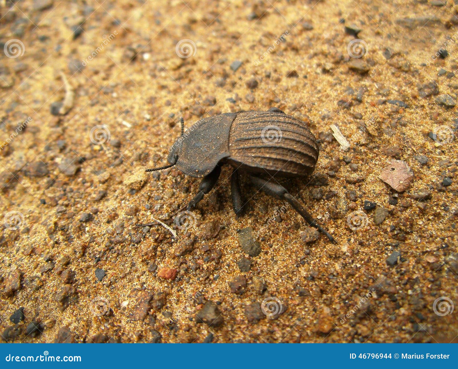 Brown Ribbed Beetle on Sand Ground in Swaziland Stock Photo - Image of ...